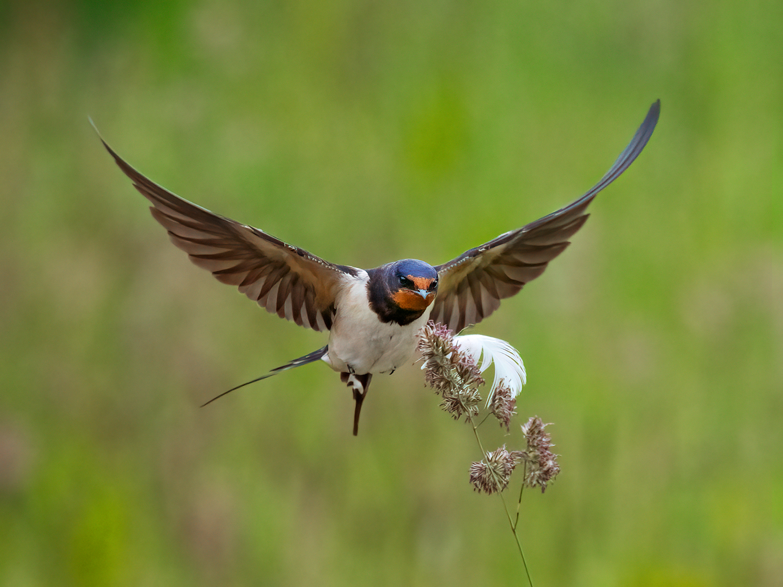Observing nature reduces pain, study shows - BirdGuides