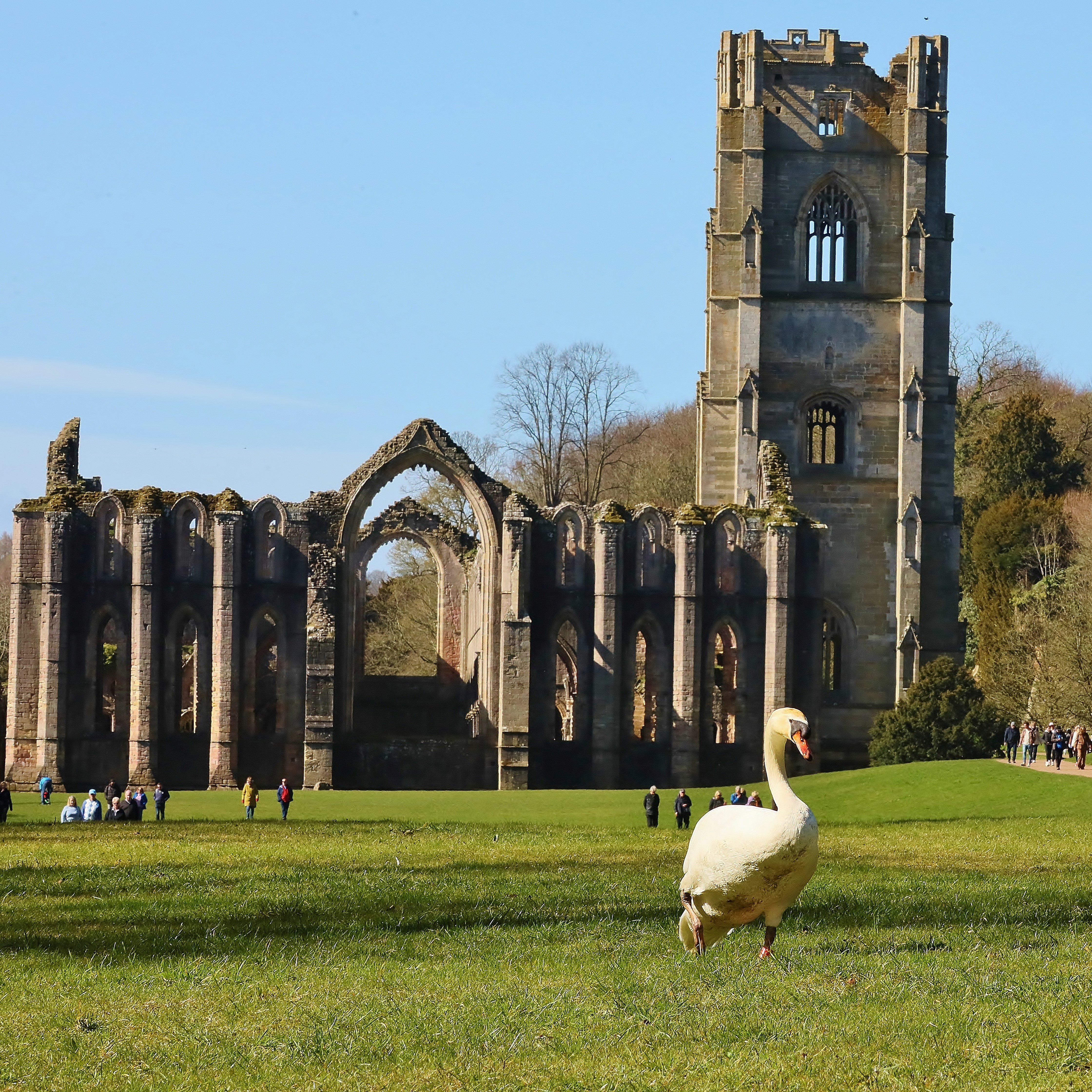 Mute Swan by Clive Daelman - BirdGuides