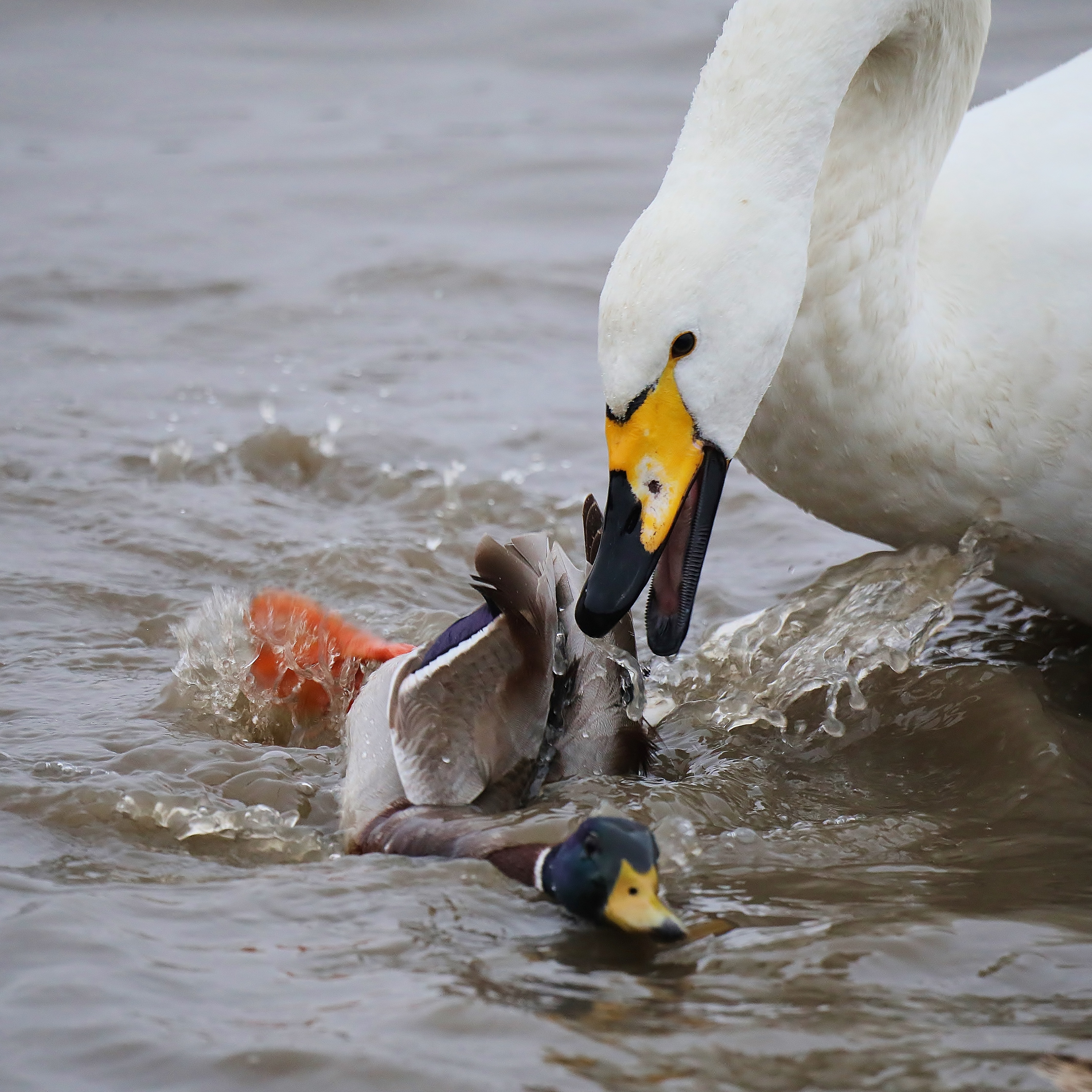 Whooper Swan by Clive Daelman - BirdGuides