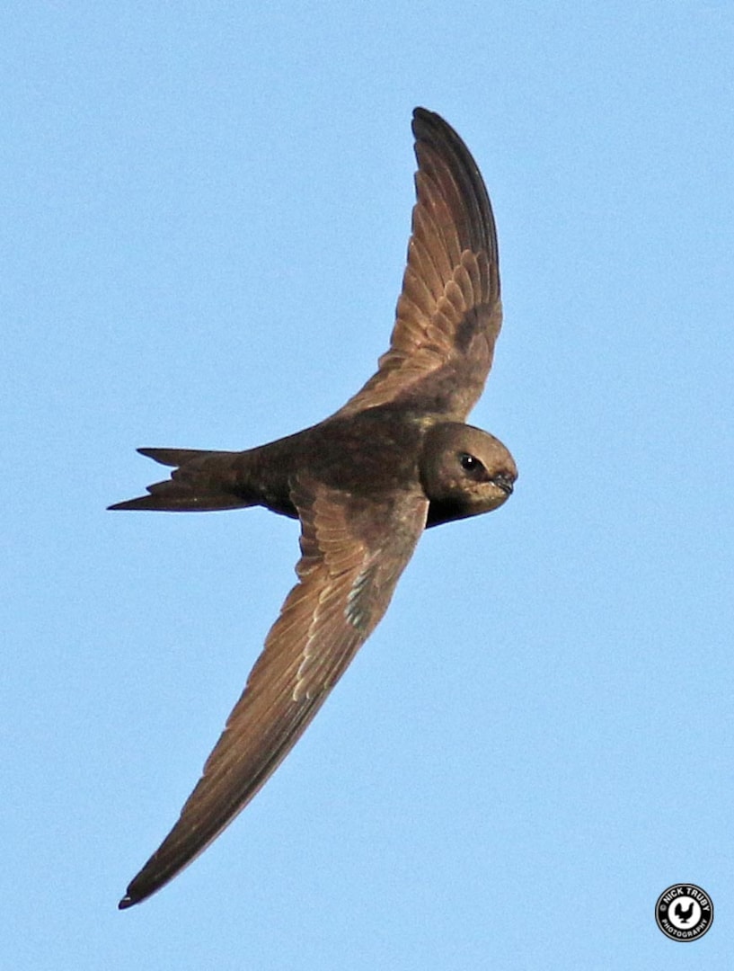 Common Swift by Nick Truby - BirdGuides