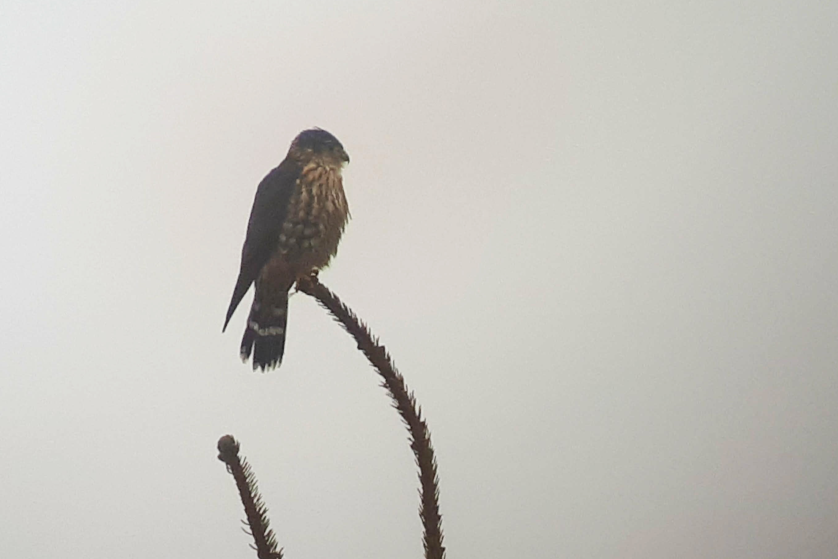 Details : Taiga Merlin - BirdGuides