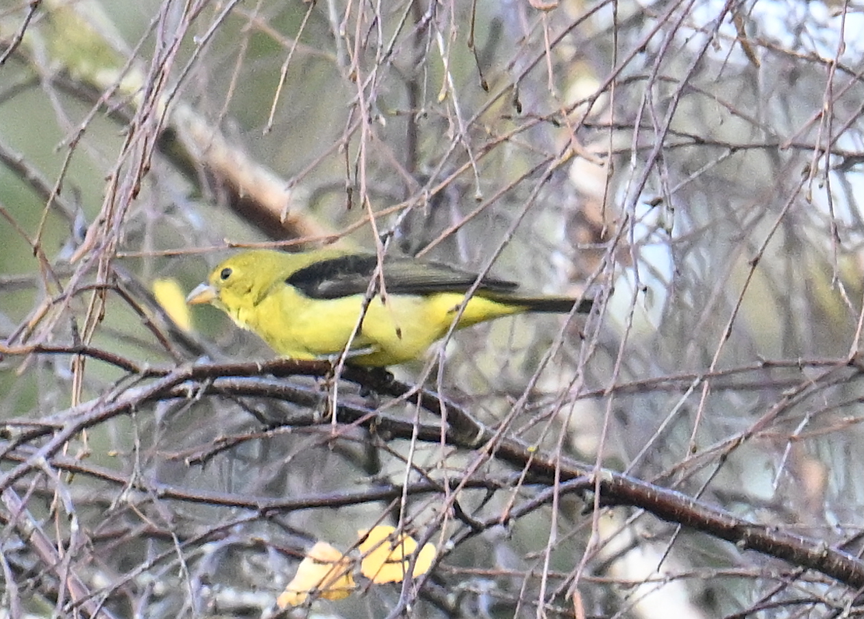 Scarlet Tanager by Roger Hackney - BirdGuides