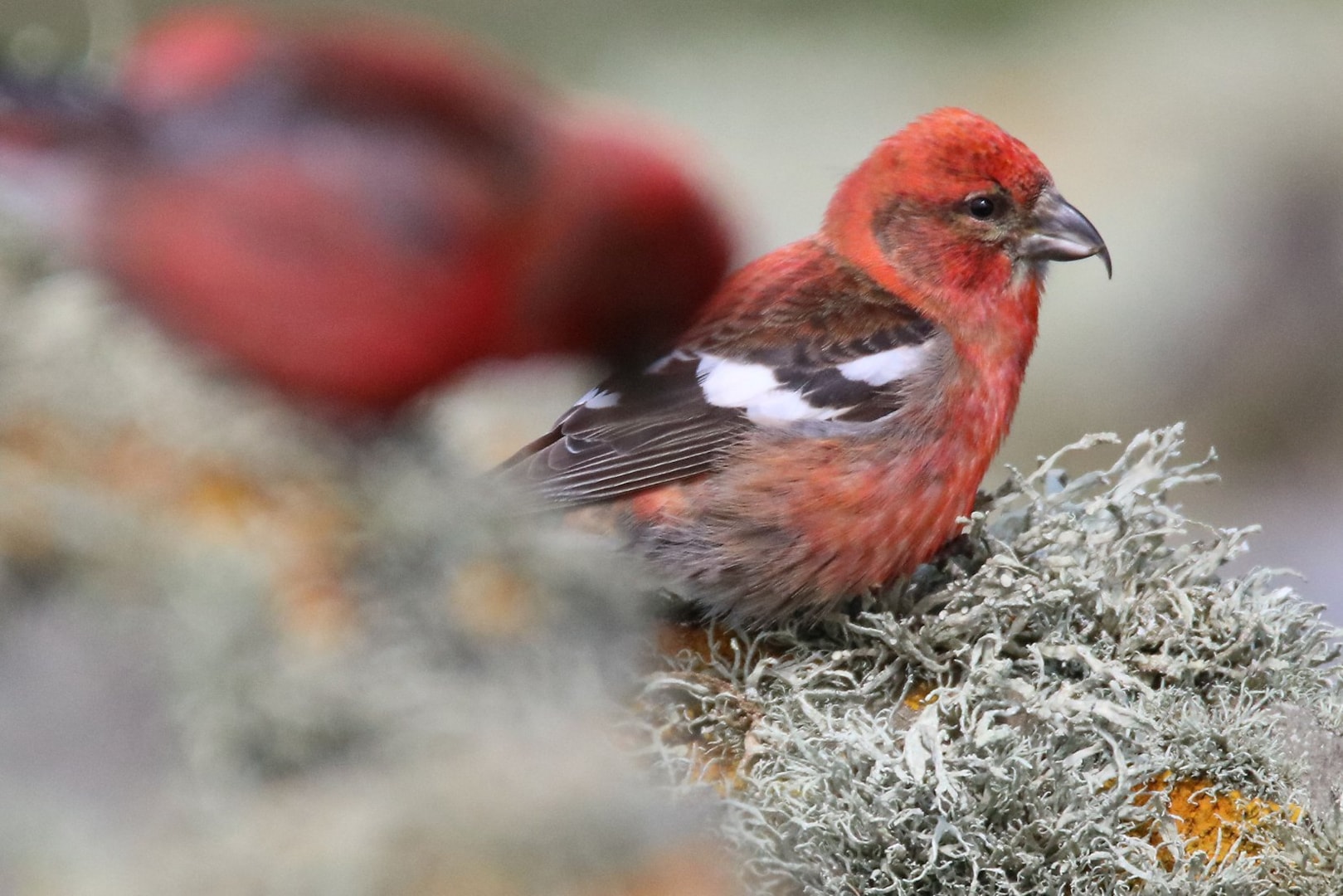 Two-barred Crossbill by Donald Robertson - BirdGuides