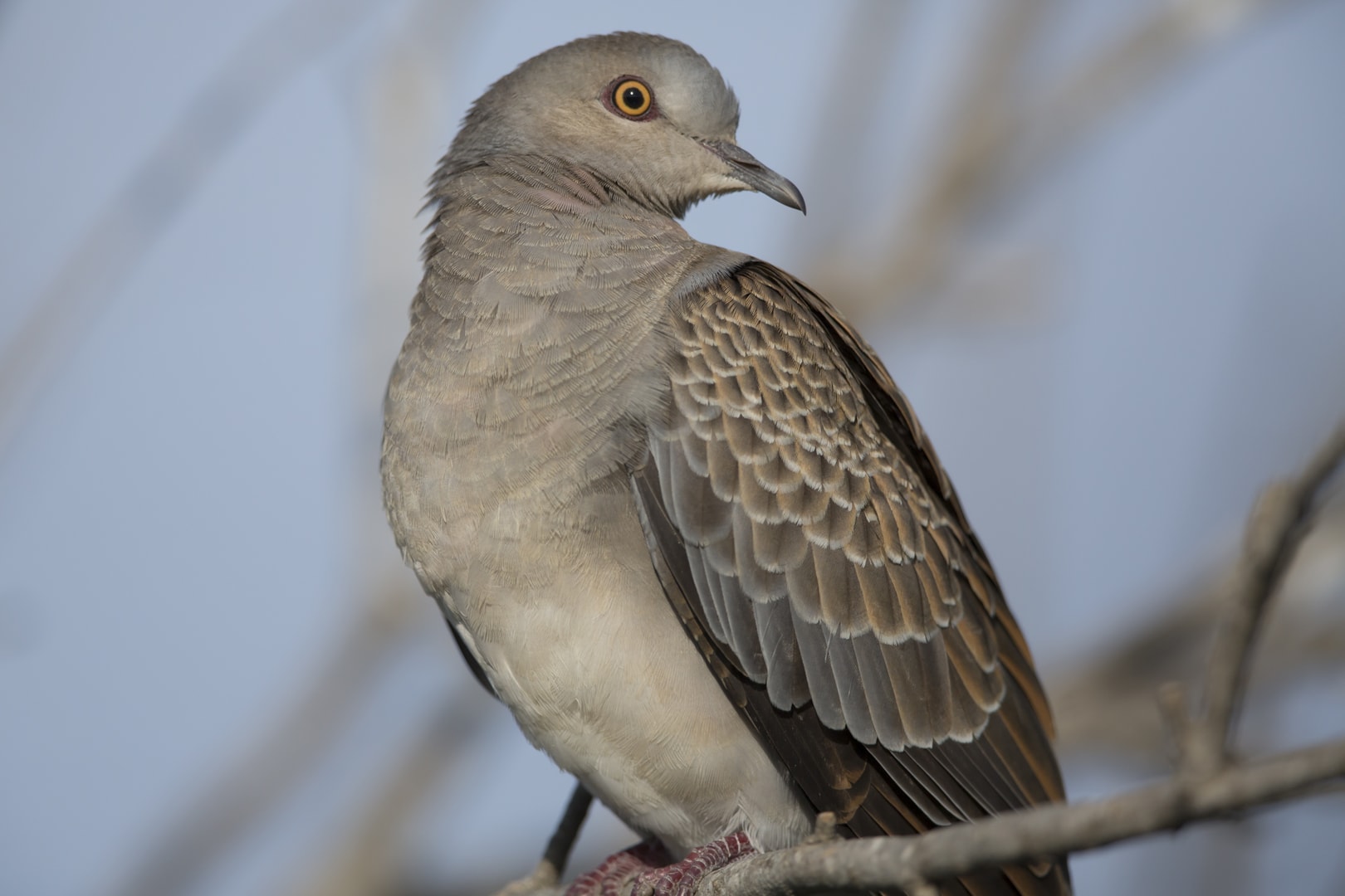 Oriental Turtle Dove by Nigel Bell - BirdGuides