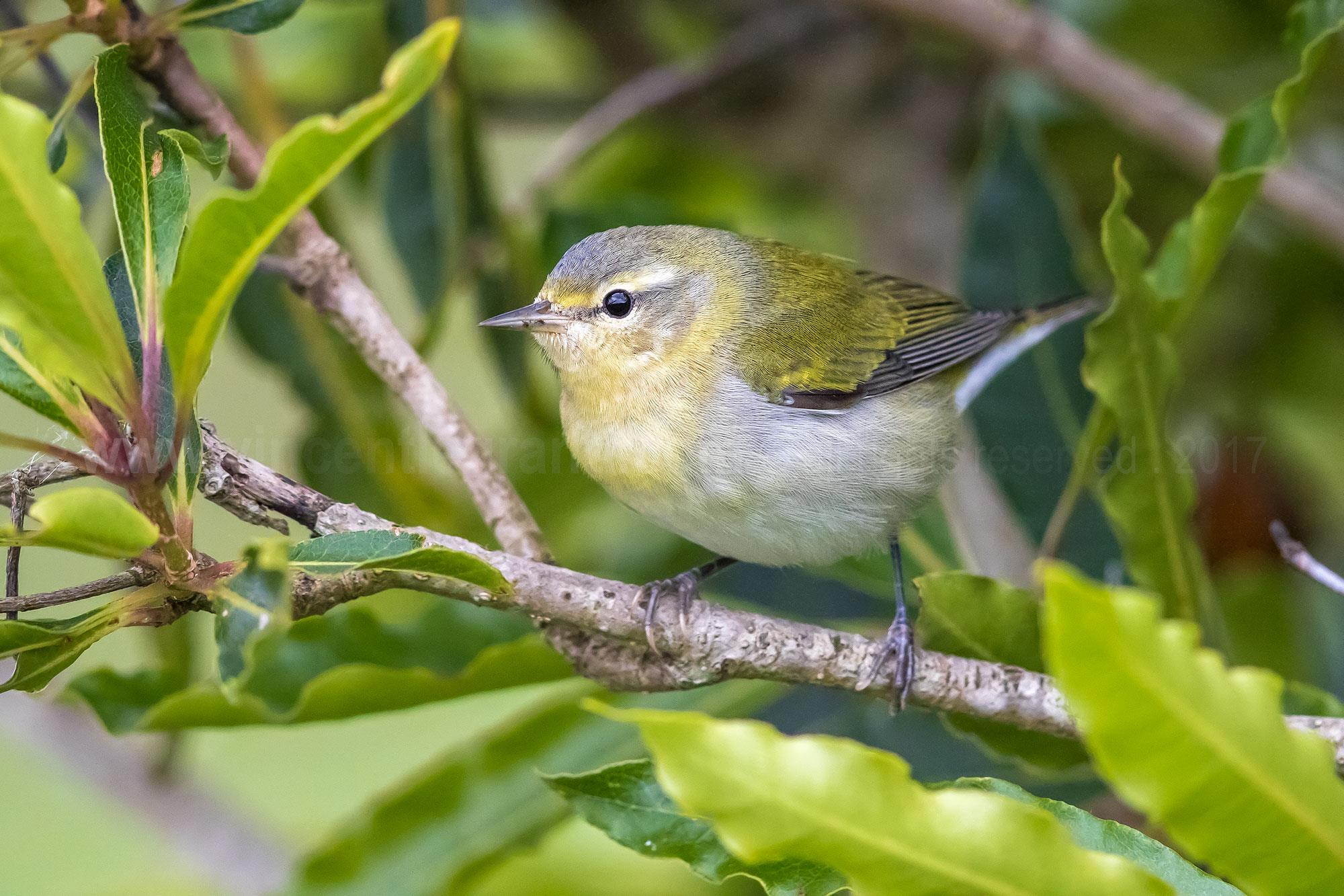 Details : Tennessee Warbler - BirdGuides