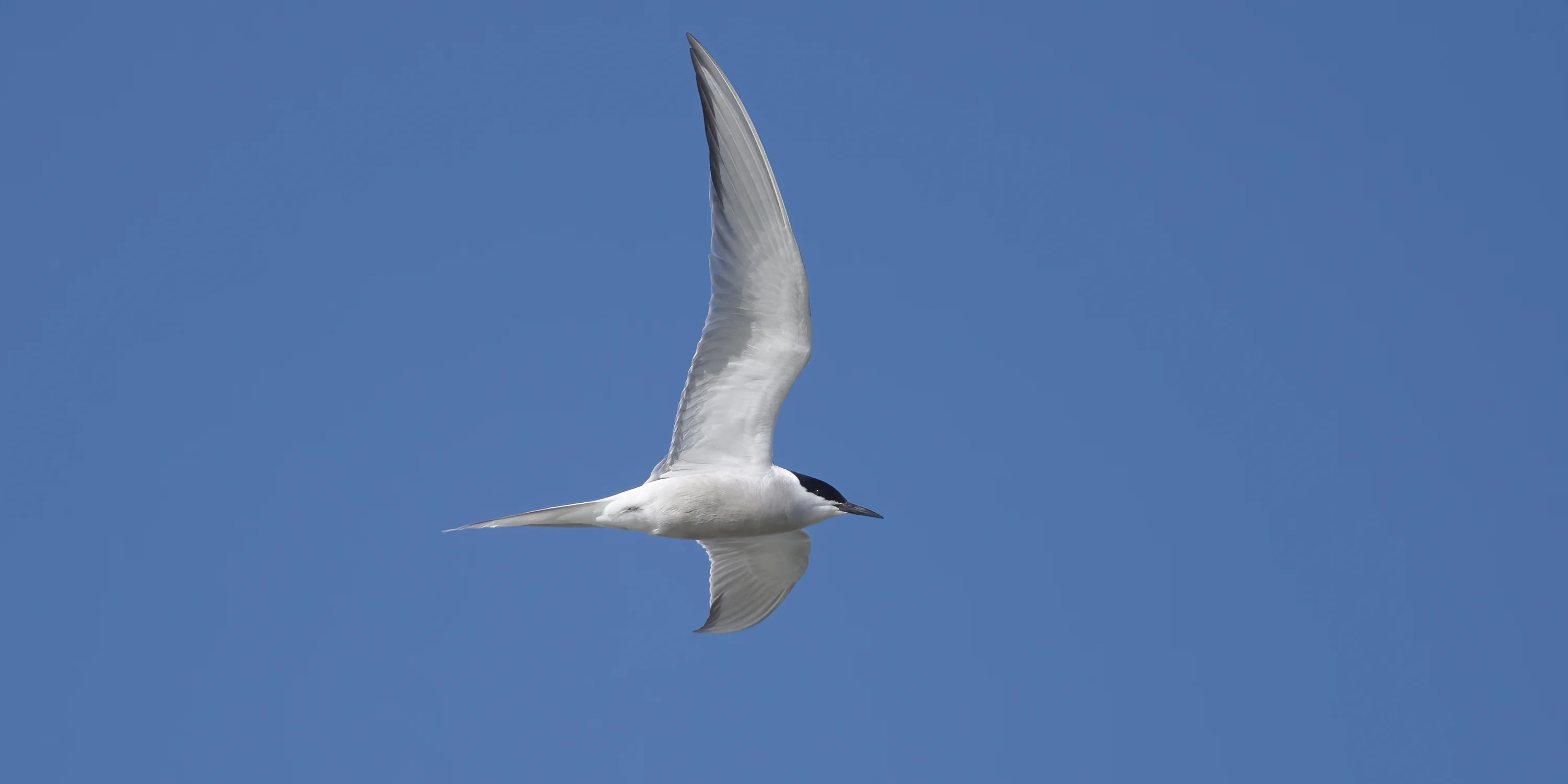 Details : Eastern Common Tern - BirdGuides