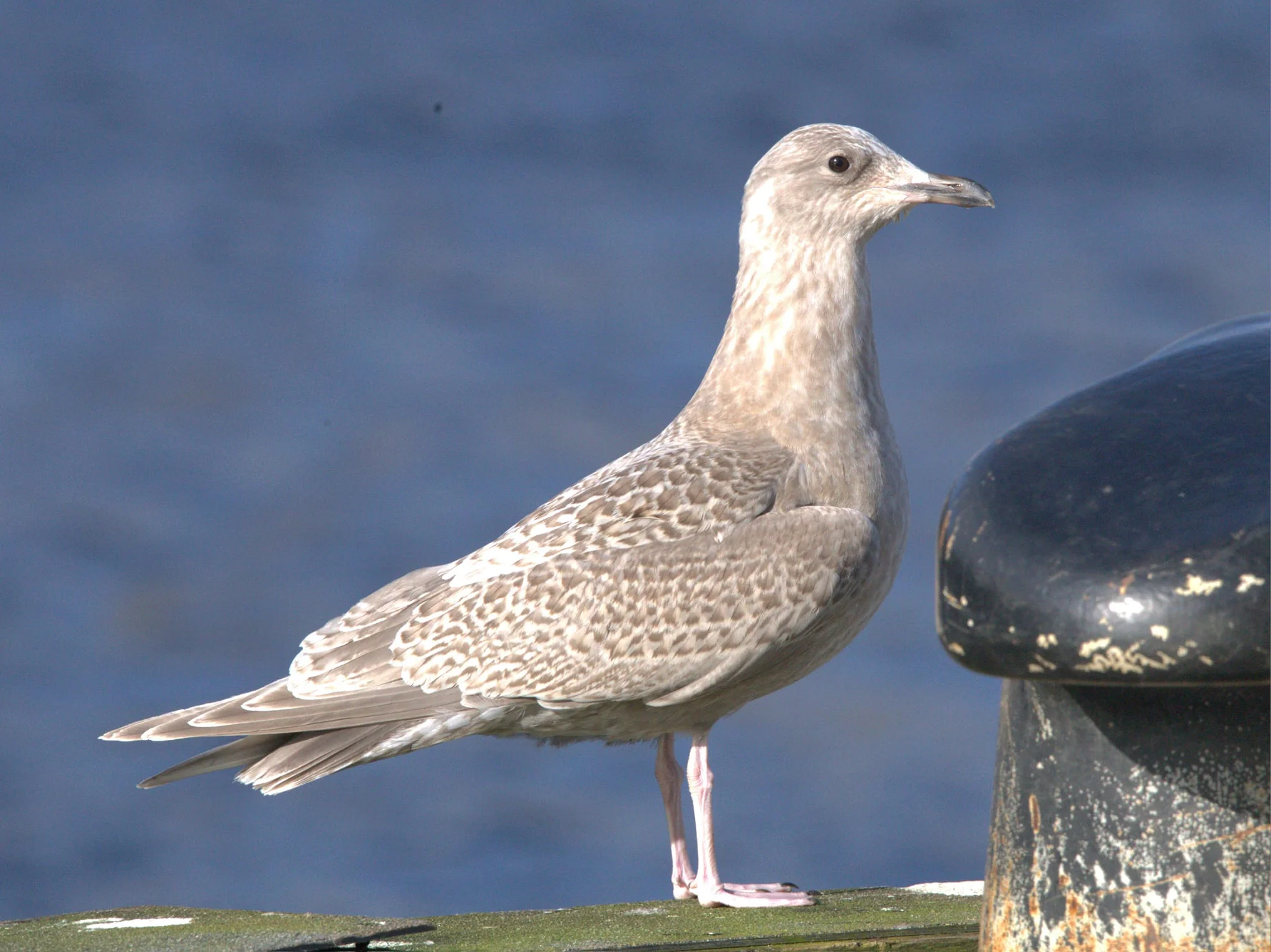 Sighting Report - BirdGuides