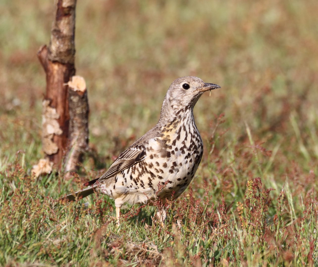 Mistle Thrush by Dan Pinkham - BirdGuides