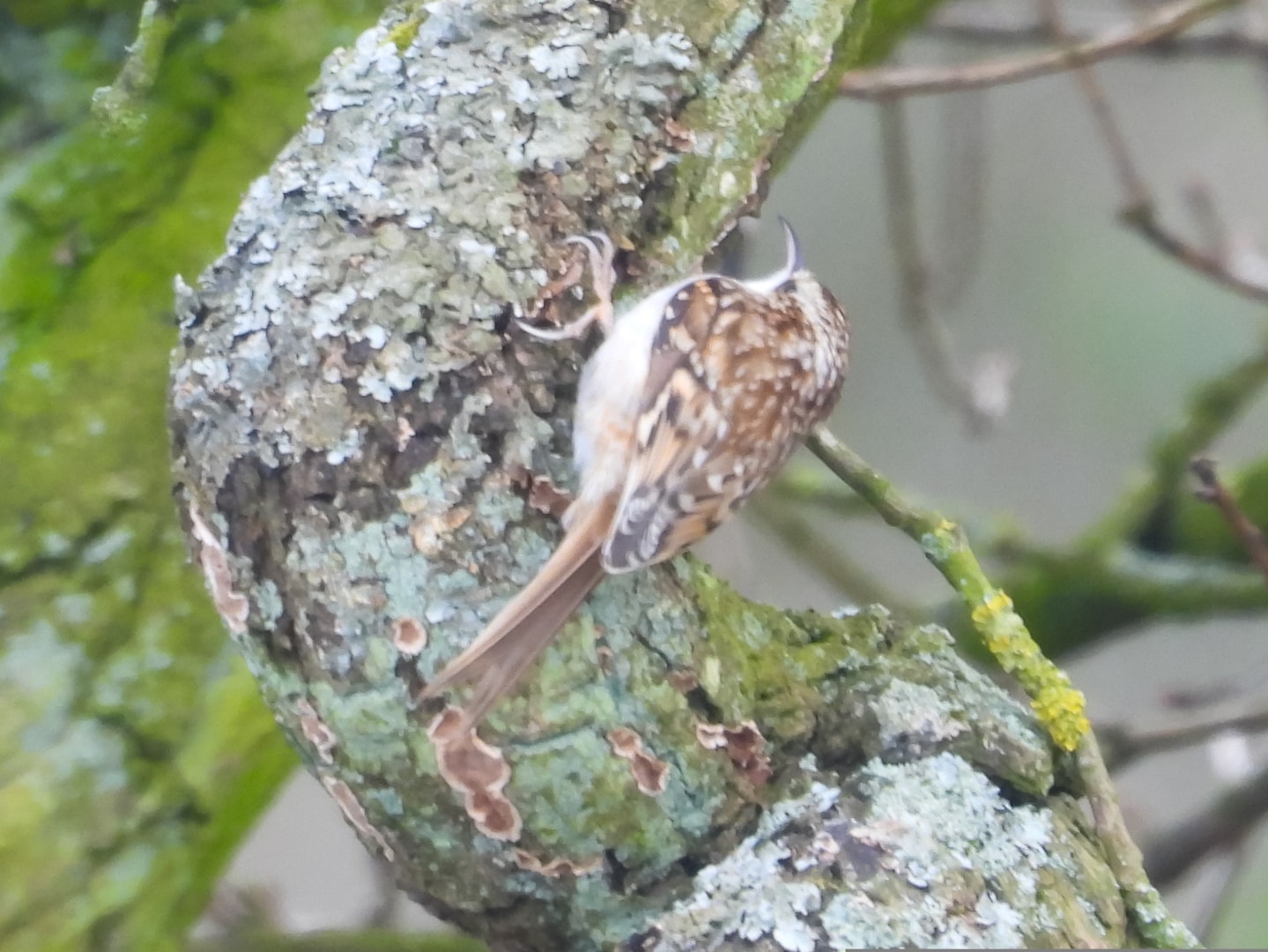 Eurasian Treecreeper by David Hewitt - BirdGuides
