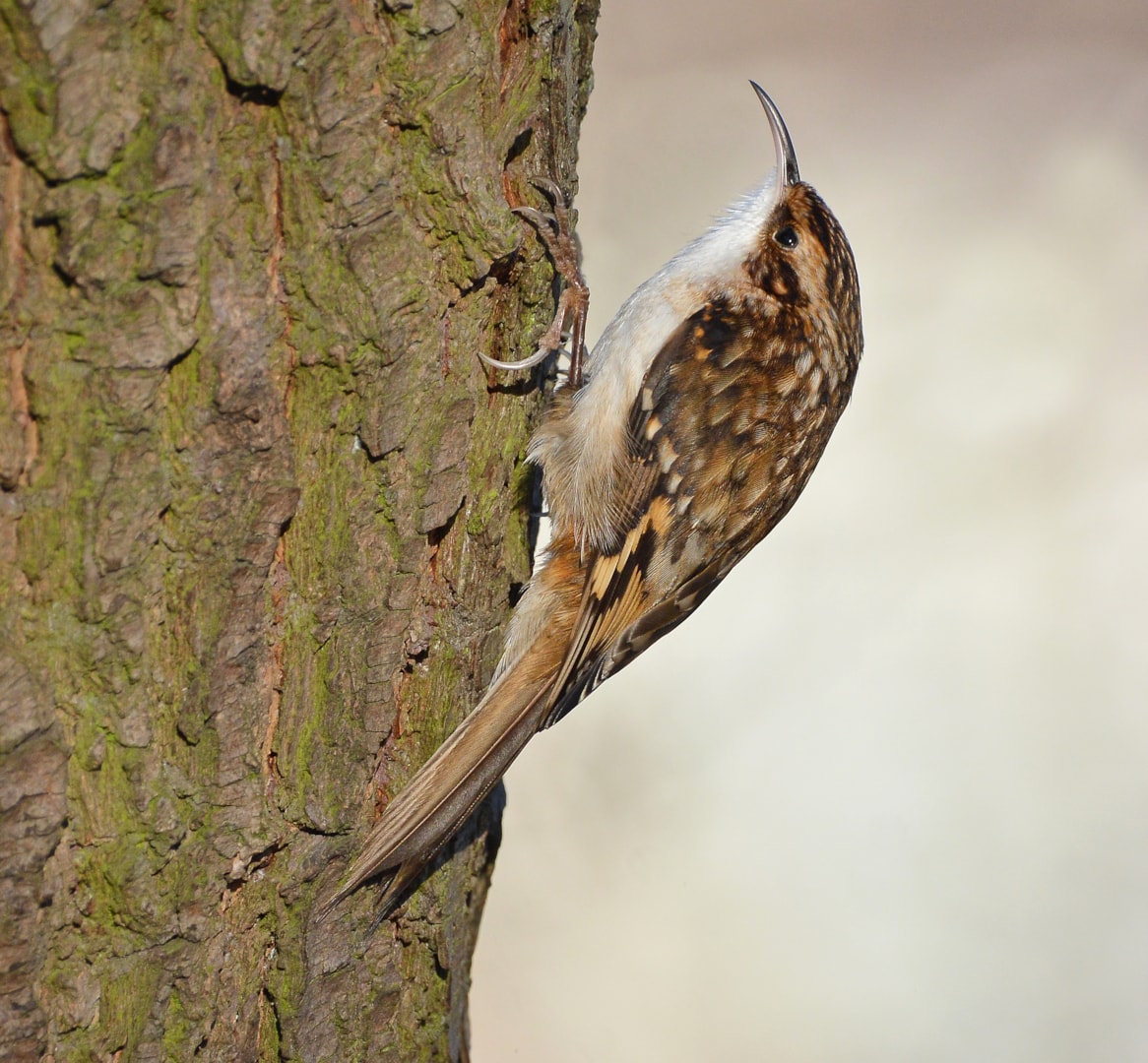 Eurasian Treecreeper by Damian Money - BirdGuides