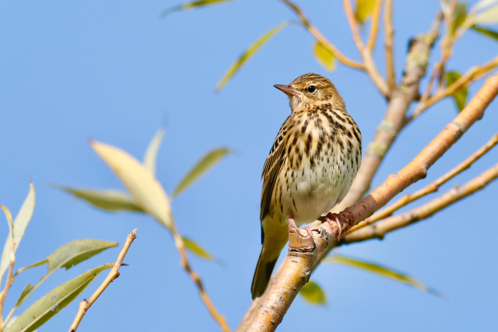 Bumper August for migrating Tree Pipits - BirdGuides
