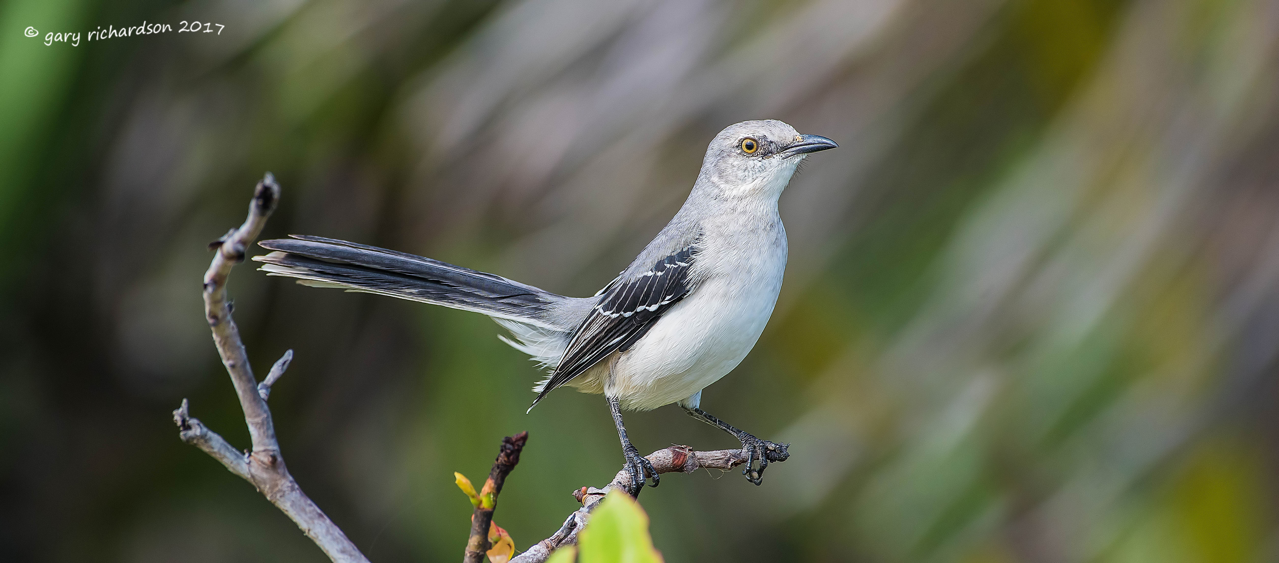 Details : Tropical Mockingbird - BirdGuides
