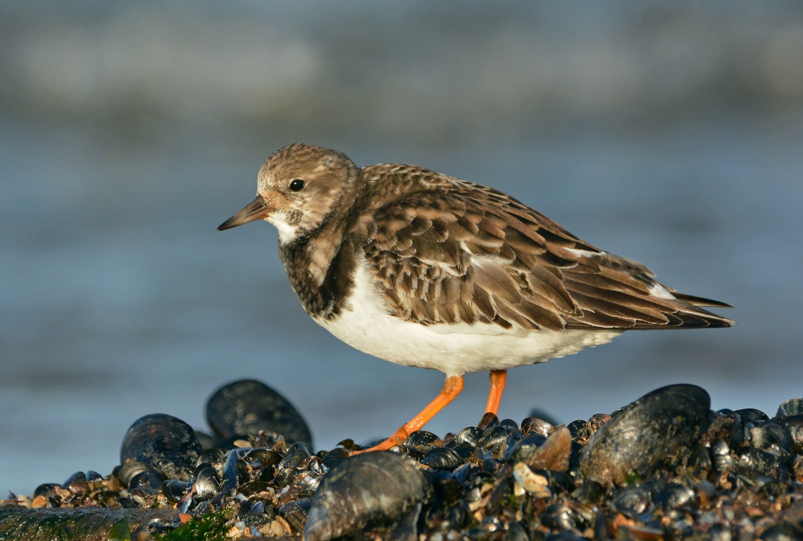 Ruddy Turnstone by Damian Money - BirdGuides