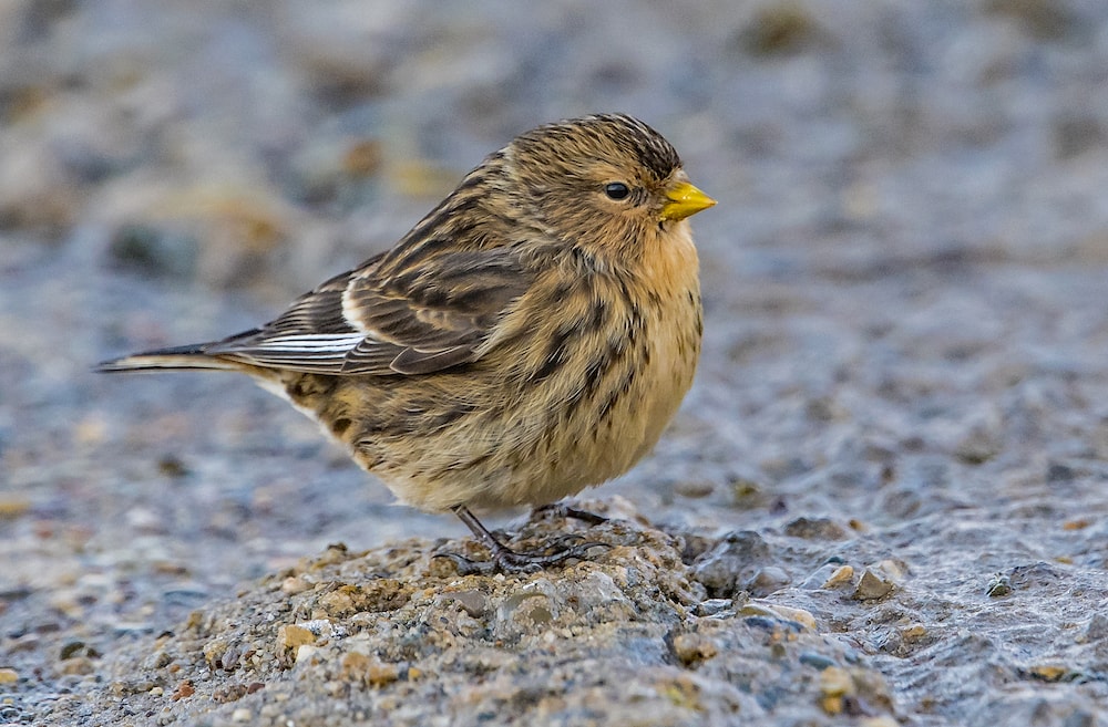 Twite by Martyn Jones - BirdGuides