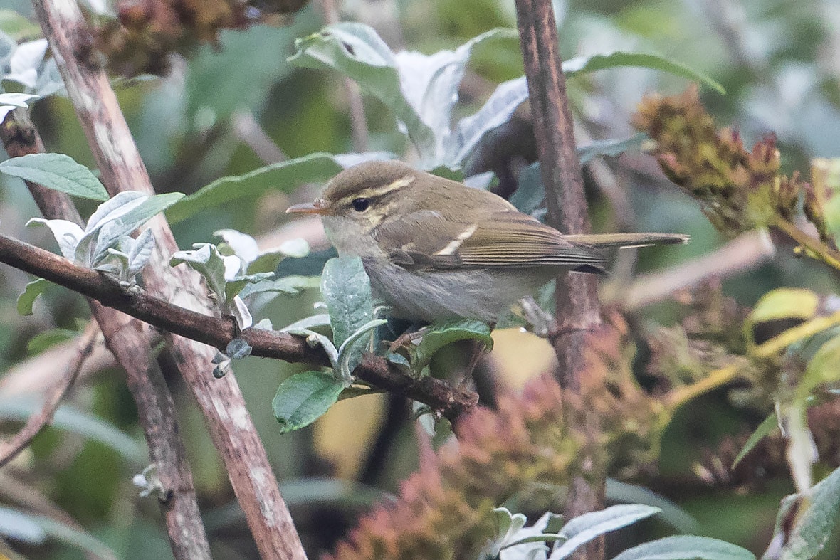 Two-barred Warbler by Sean Nixon - BirdGuides