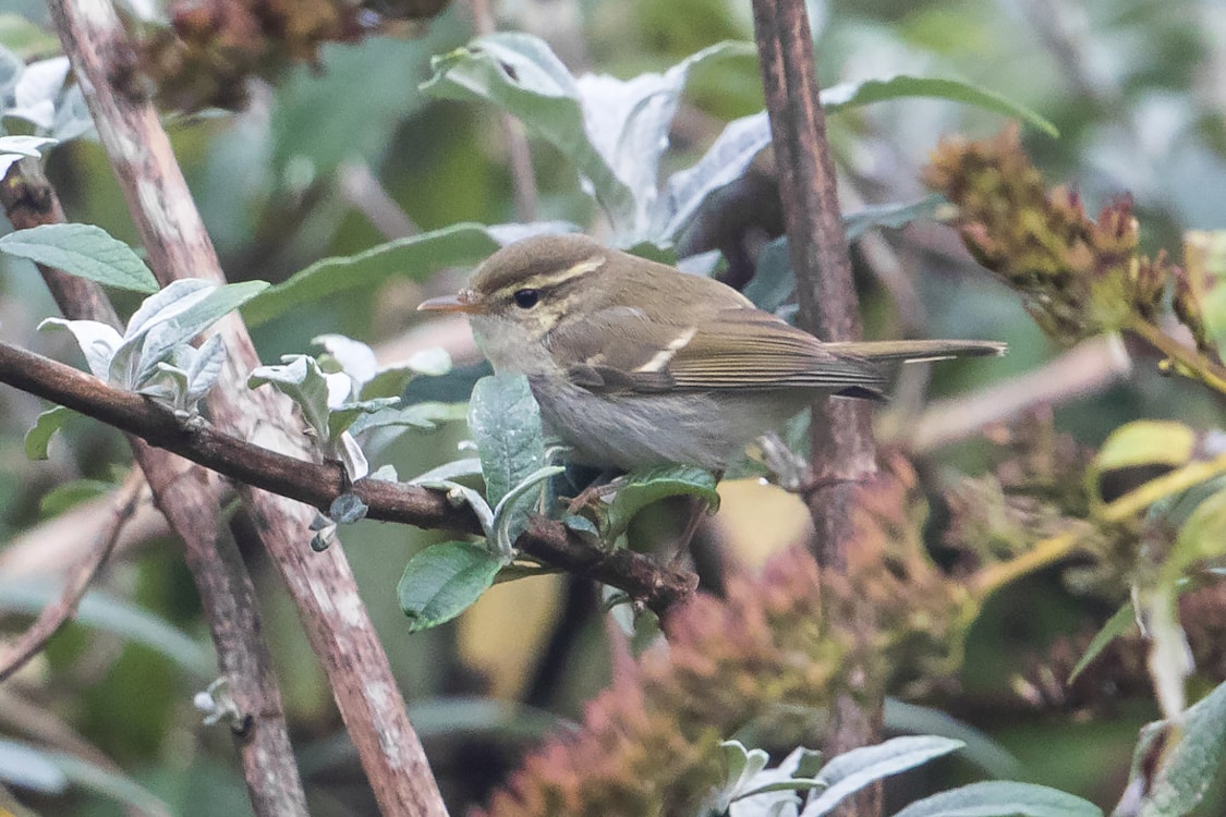 Two-barred Warbler by Sean Nixon - BirdGuides