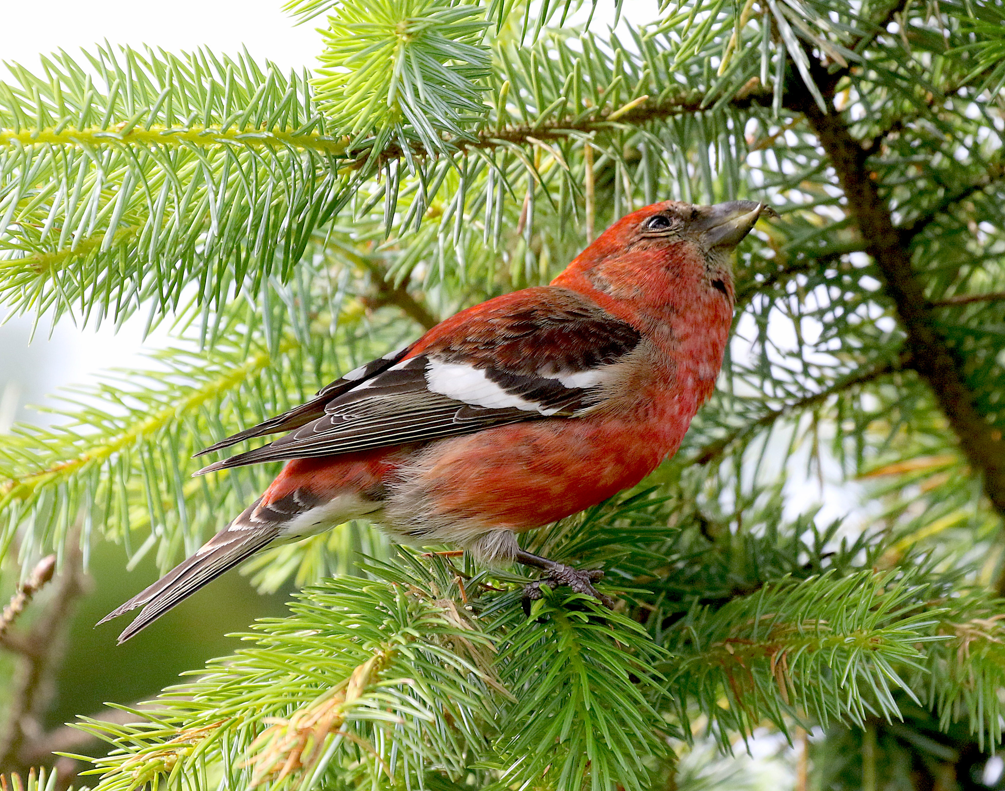 Two-barred Crossbill by John Irvine - BirdGuides