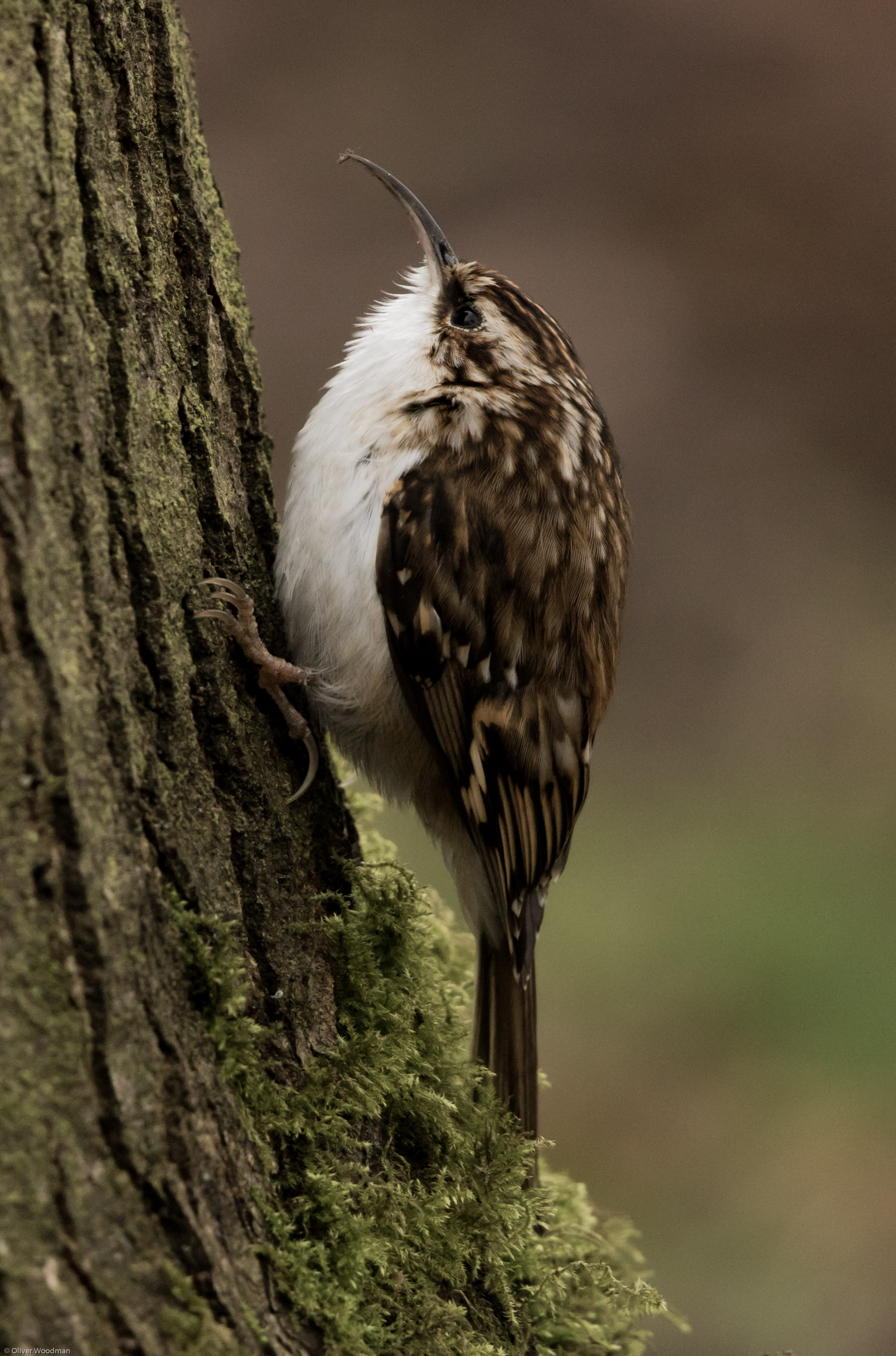 Eurasian Treecreeper by Oliver Woodman - BirdGuides