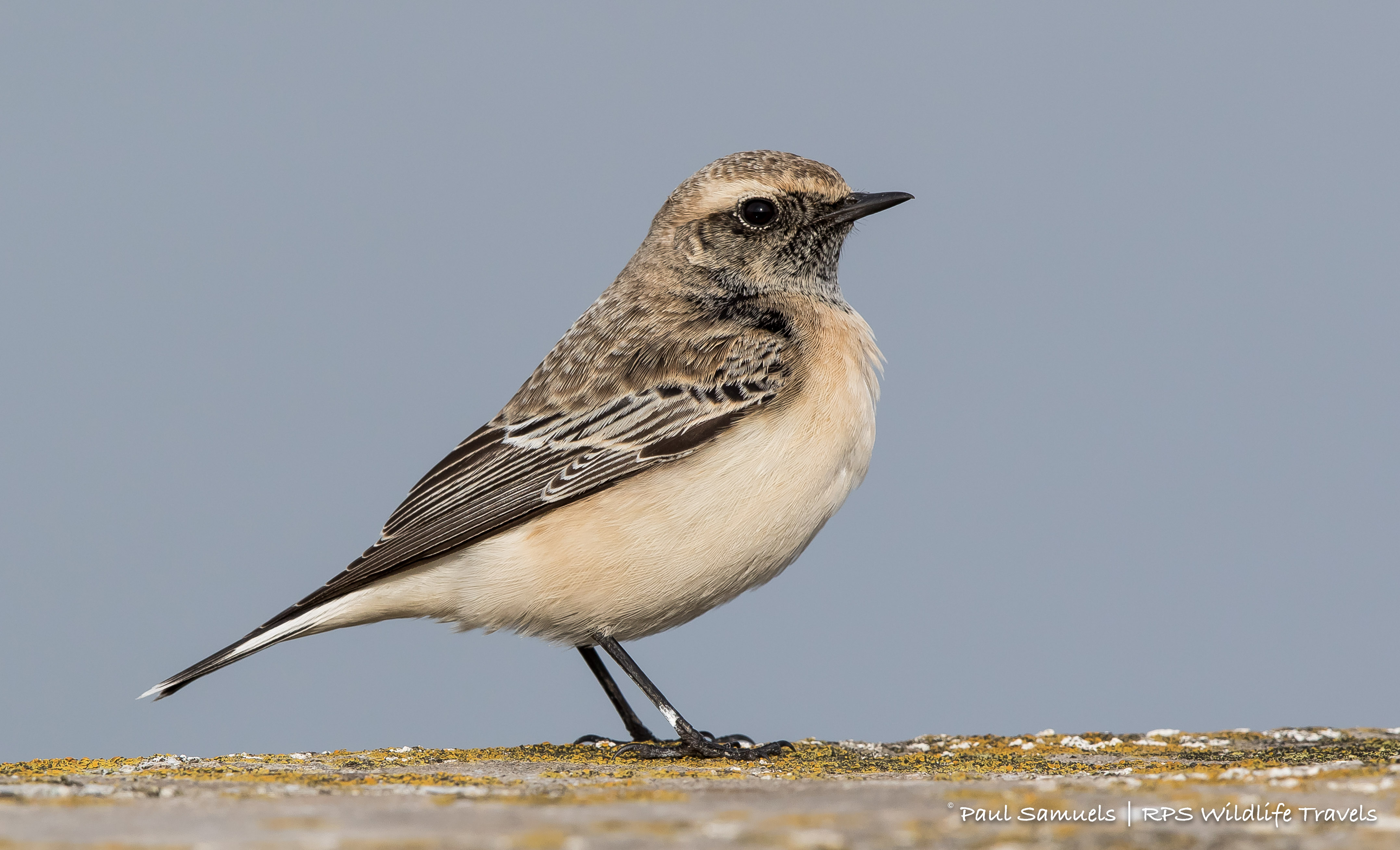 Details : Pied Wheatear - BirdGuides