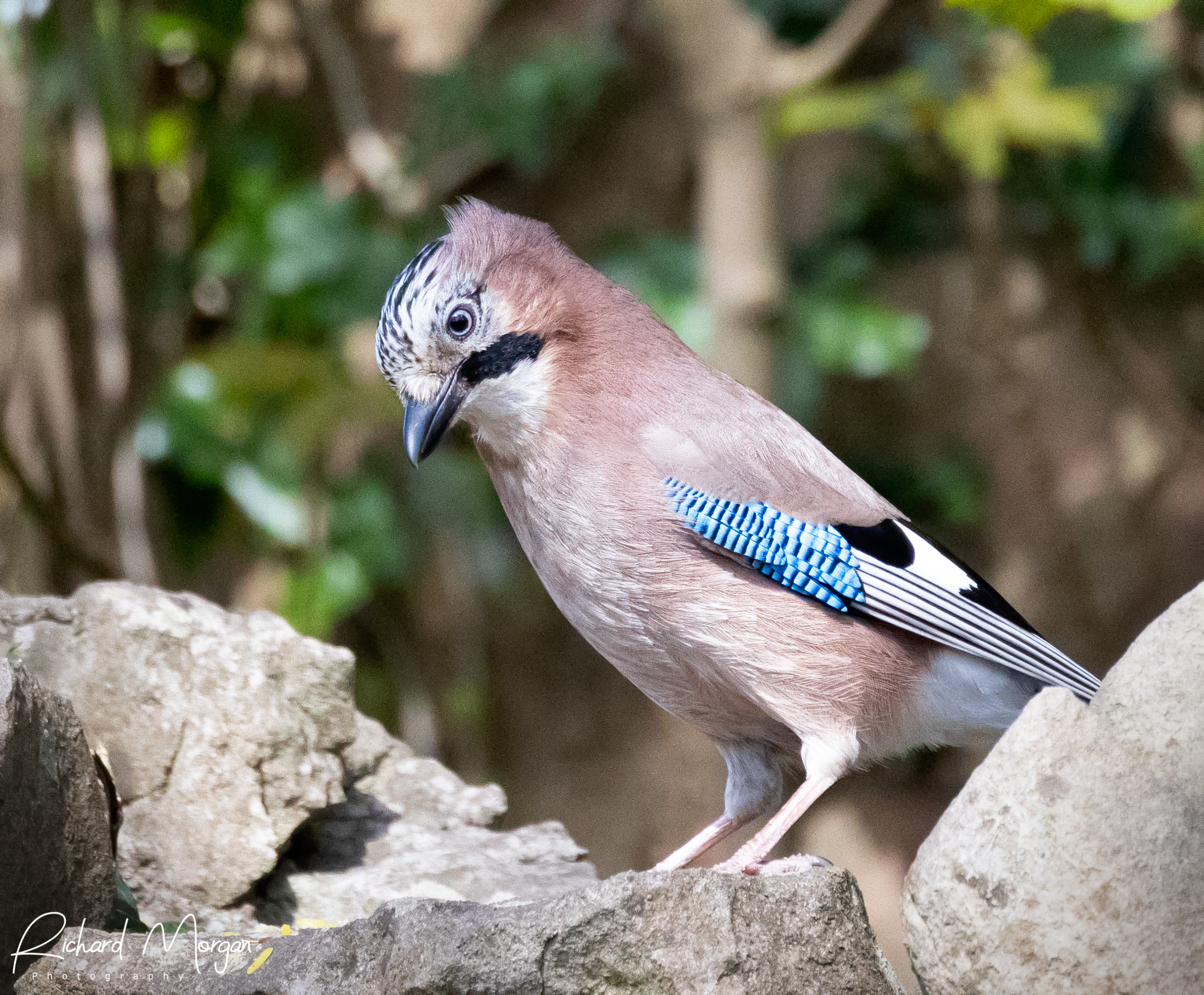 Swansea Birdwatching Site - BirdGuides