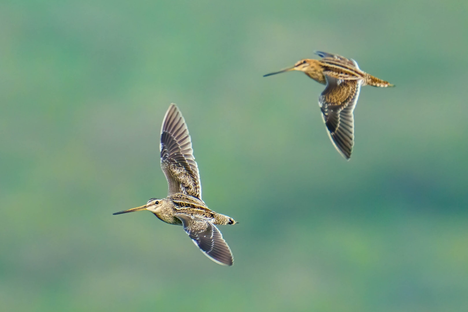 Common Snipe by Chris Latham - BirdGuides