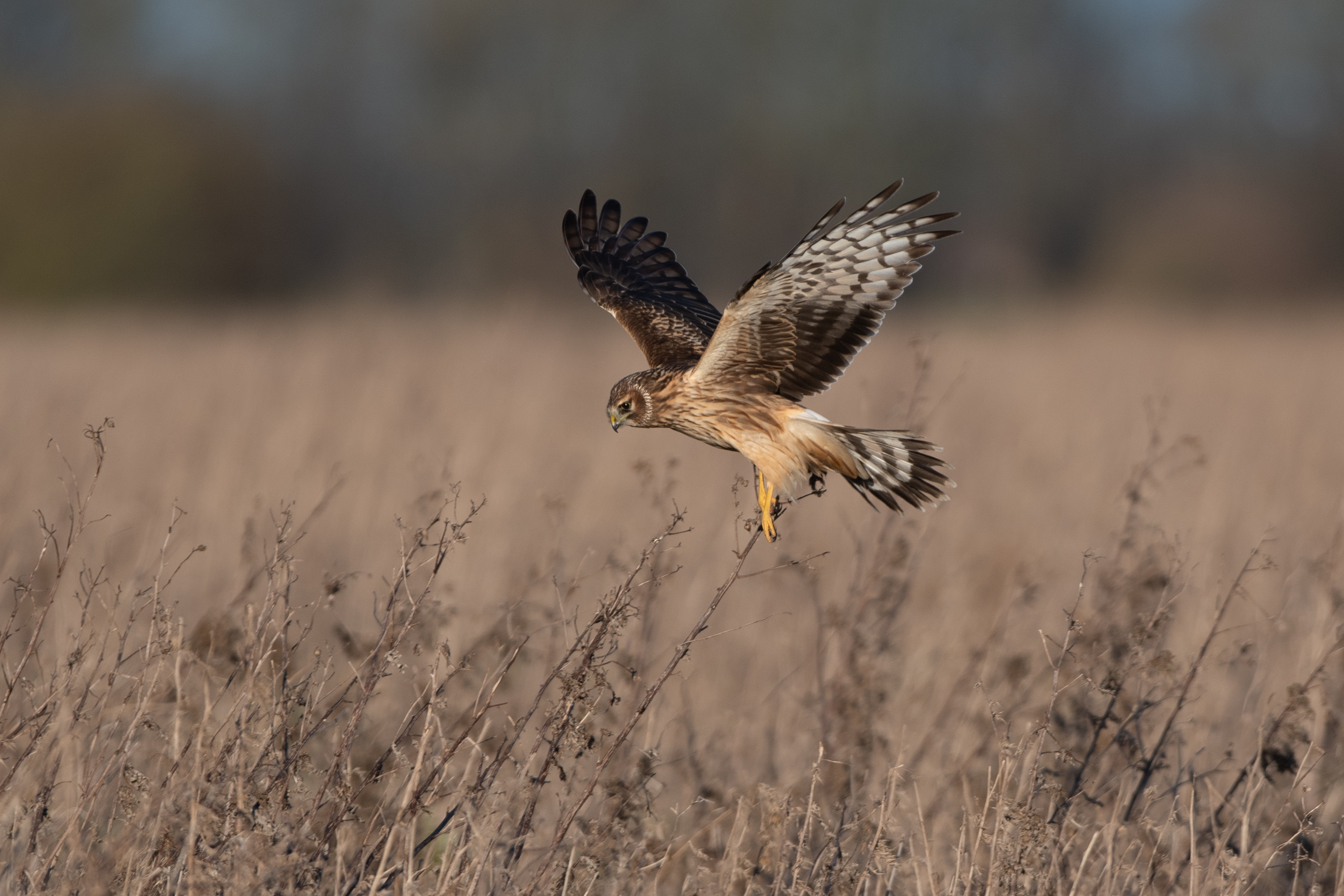 Sunk Island Birdwatching Site - BirdGuides