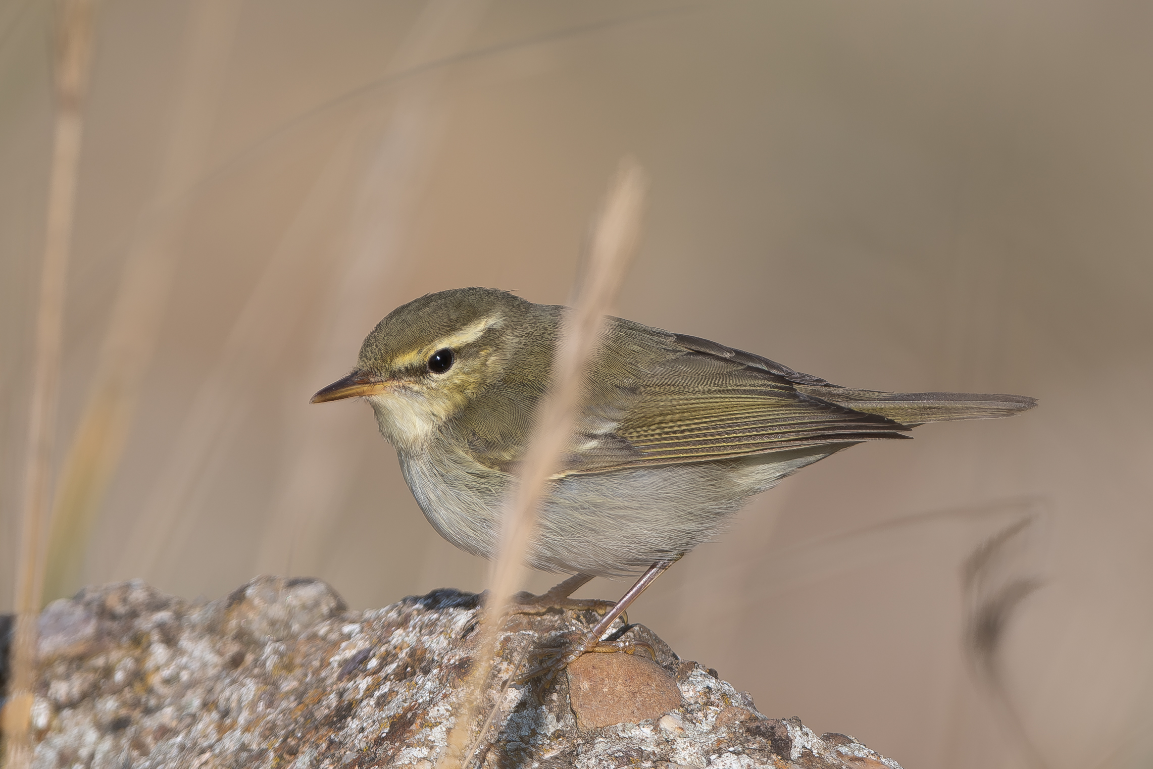 Arctic Warbler by Martin Standley - BirdGuides