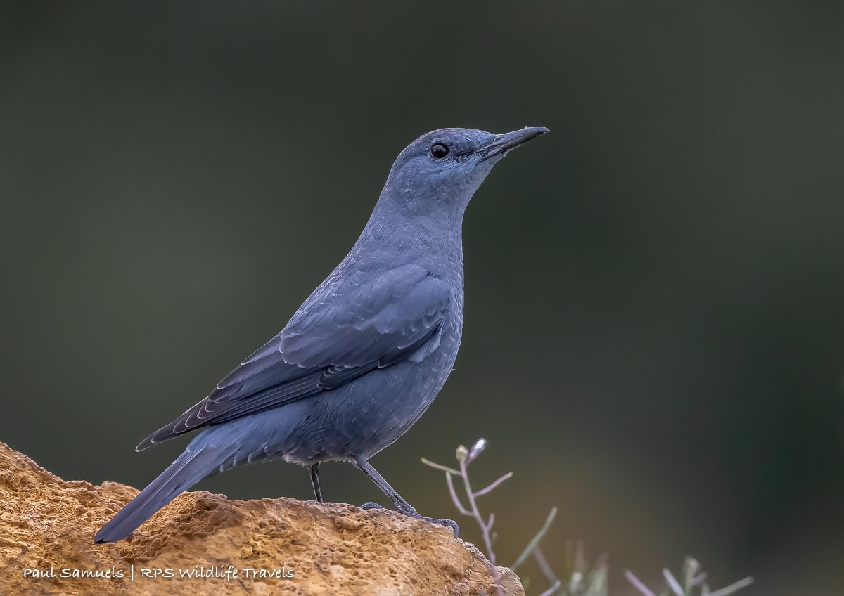 Blue Rock Thrush by Paul Samuels - BirdGuides