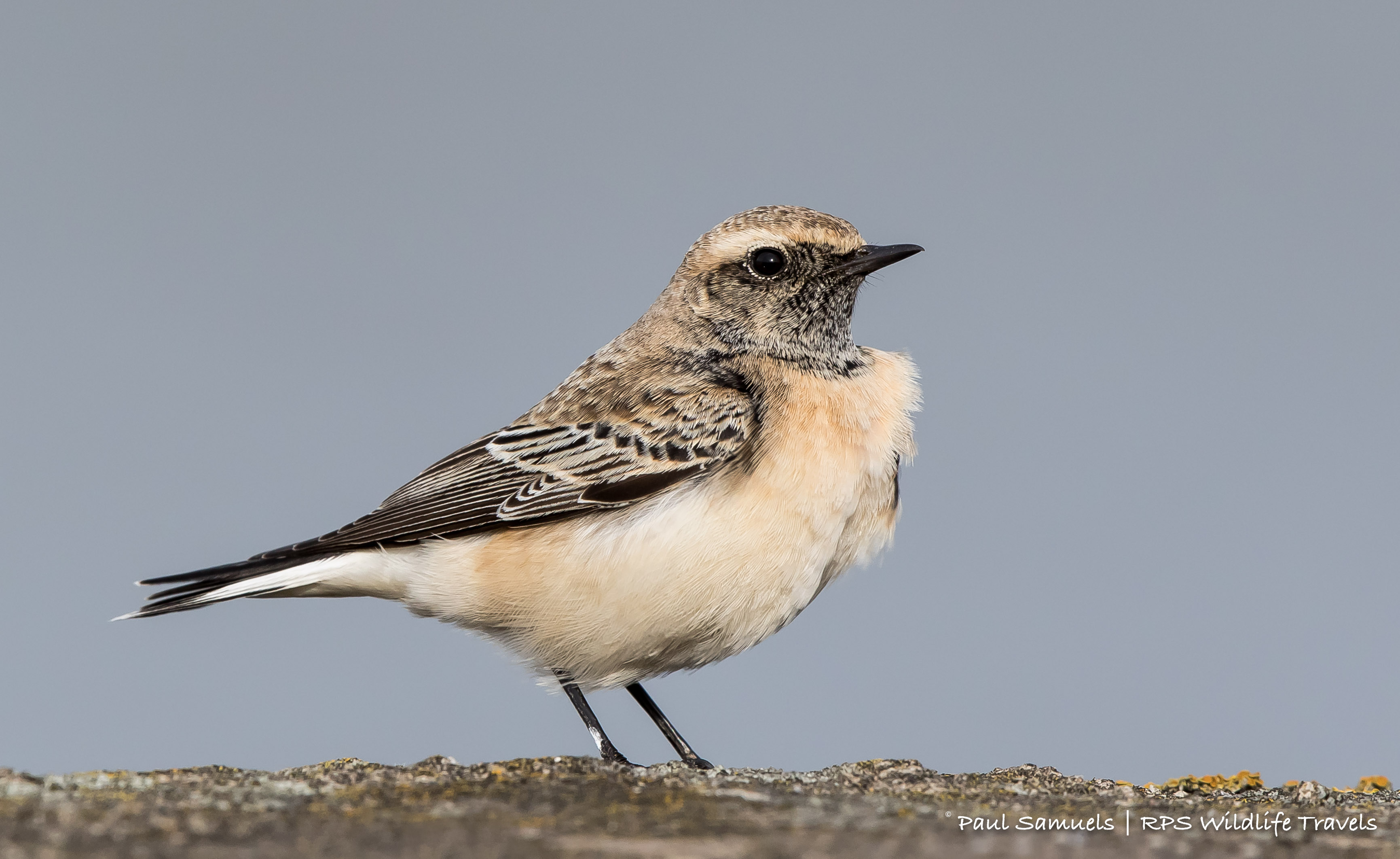 Details : Pied Wheatear - BirdGuides