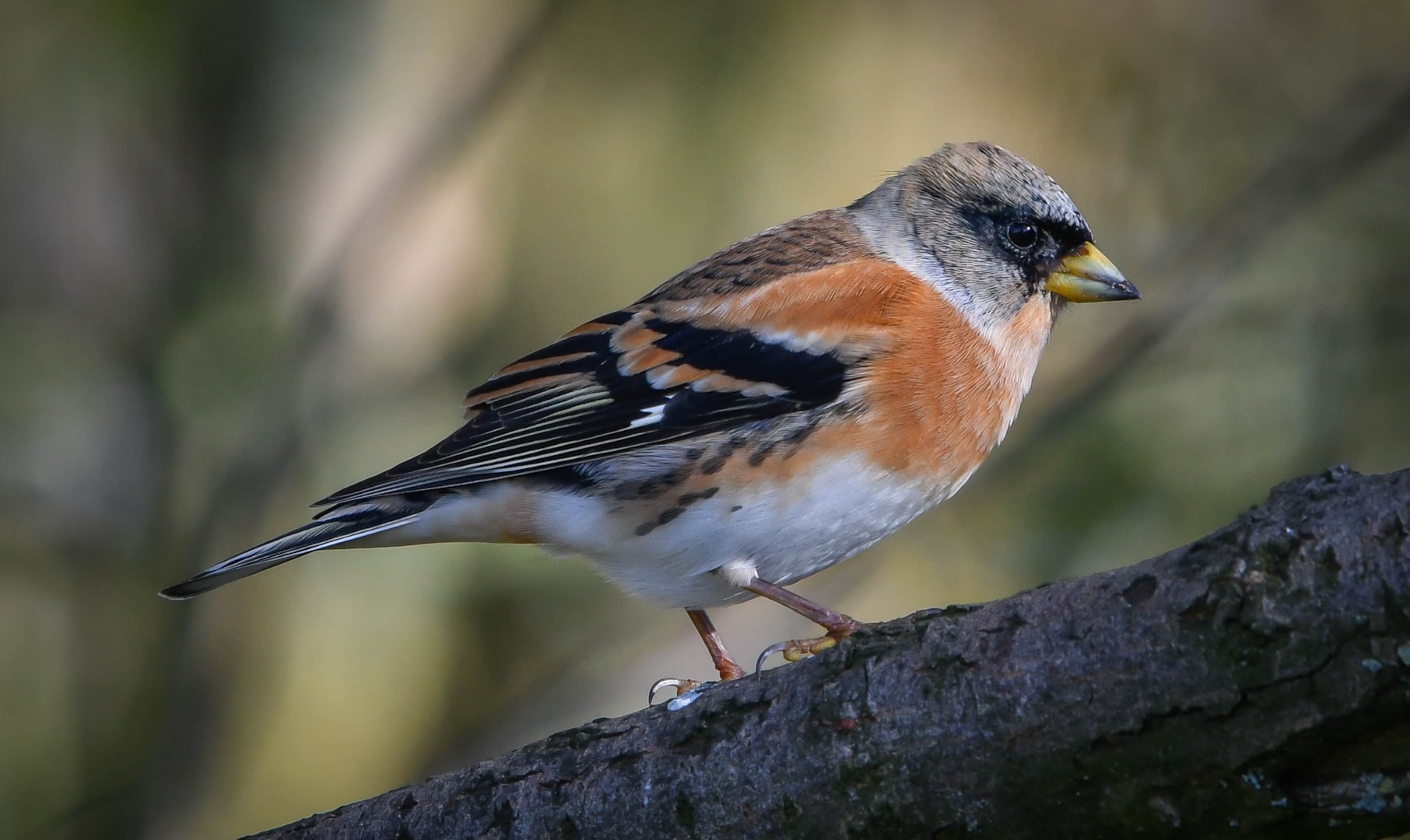 Brambling by Tony Rawson - BirdGuides