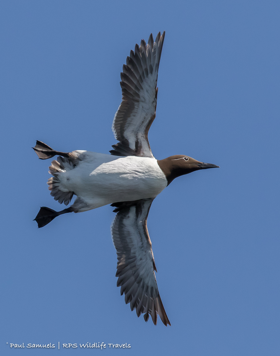Guillemot by Paul Samuels - BirdGuides