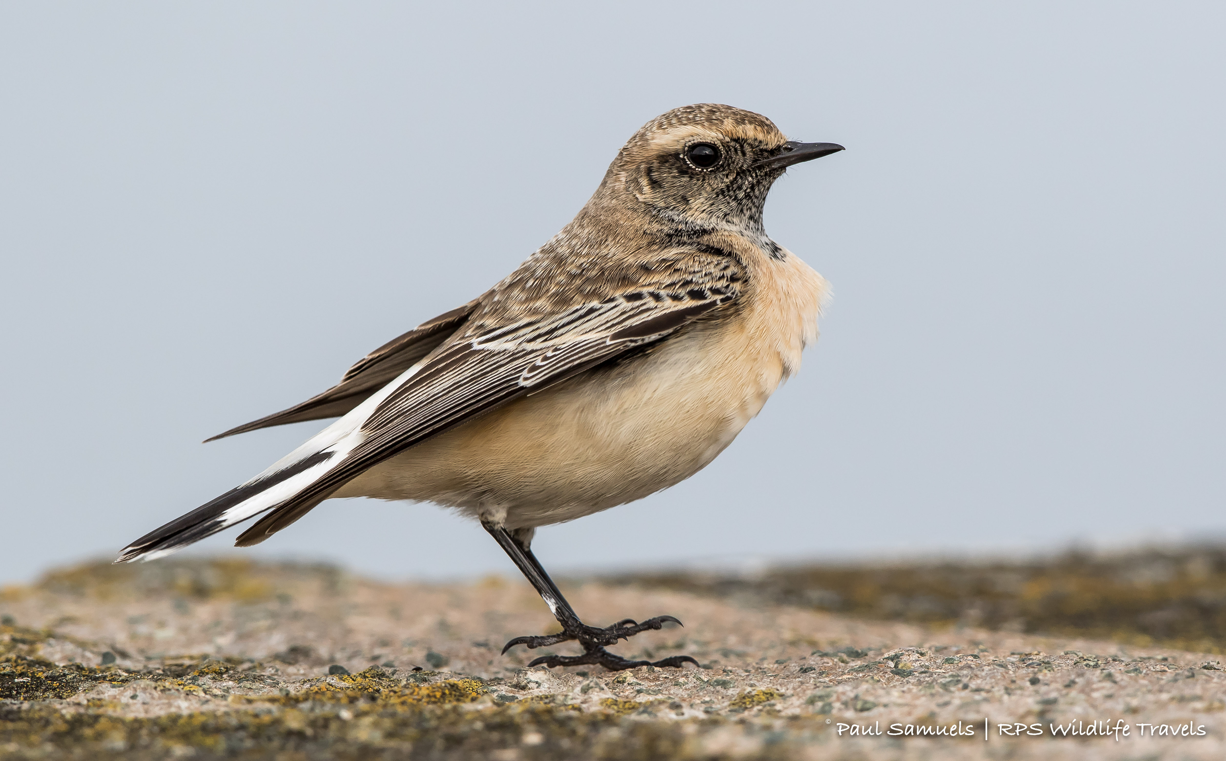 Details : Pied Wheatear - BirdGuides