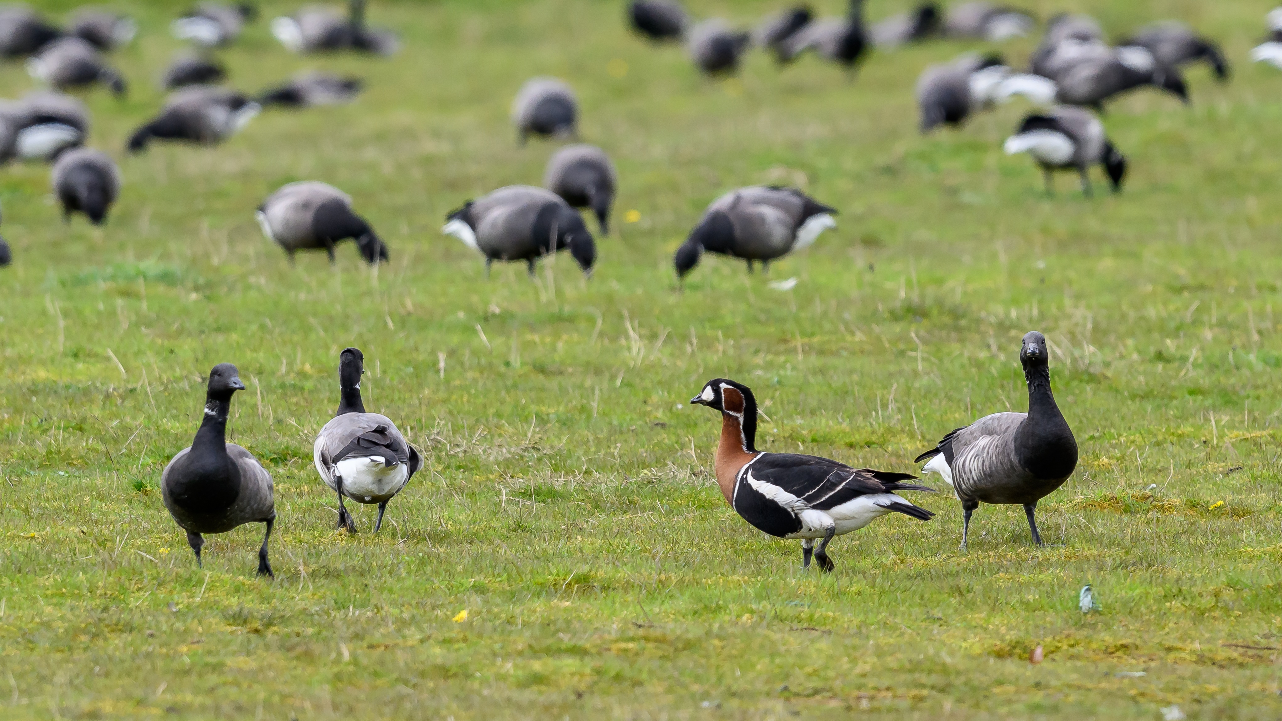 Red-breasted Goose by Lee Adcock - BirdGuides
