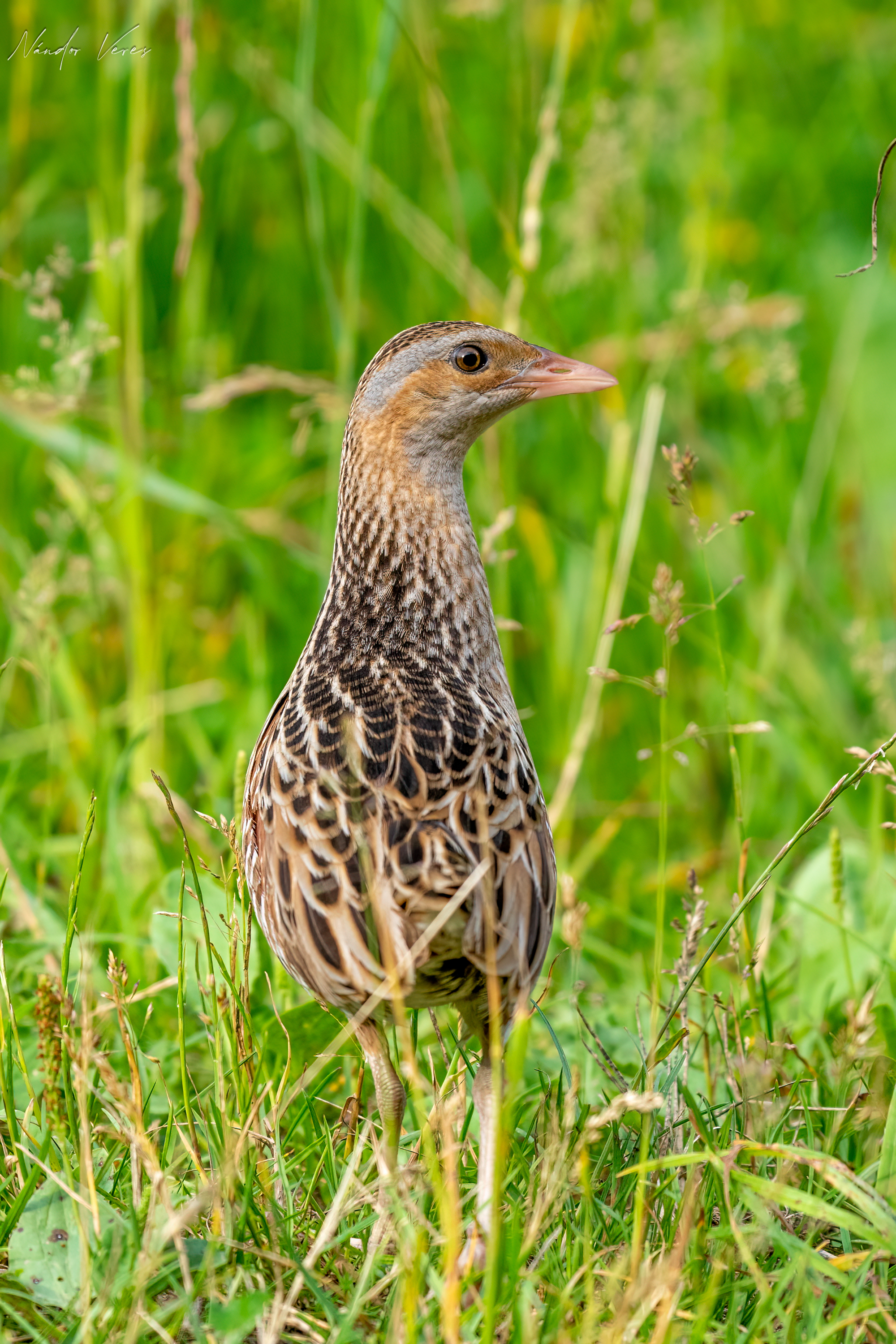 Scottish Corncrake project reaches milestone - BirdGuides