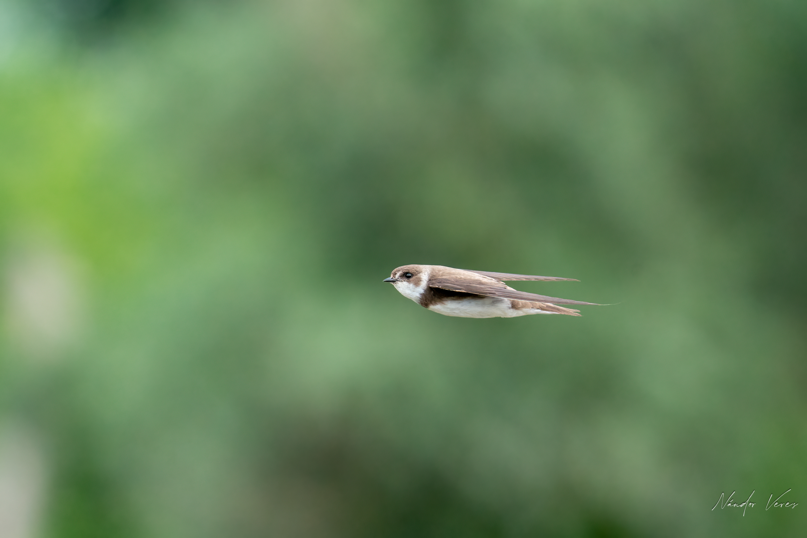 Sand Martin by Nándor Veres-Szászka - BirdGuides