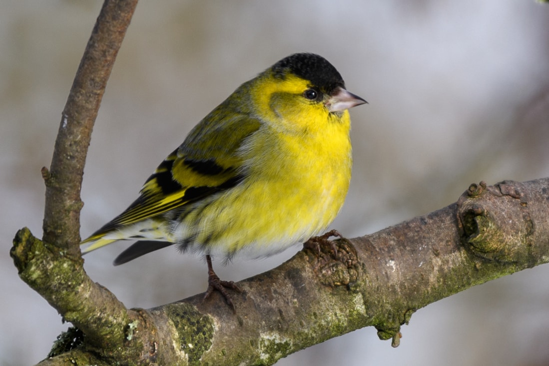 Eurasian Siskin by J Martin Jones - BirdGuides