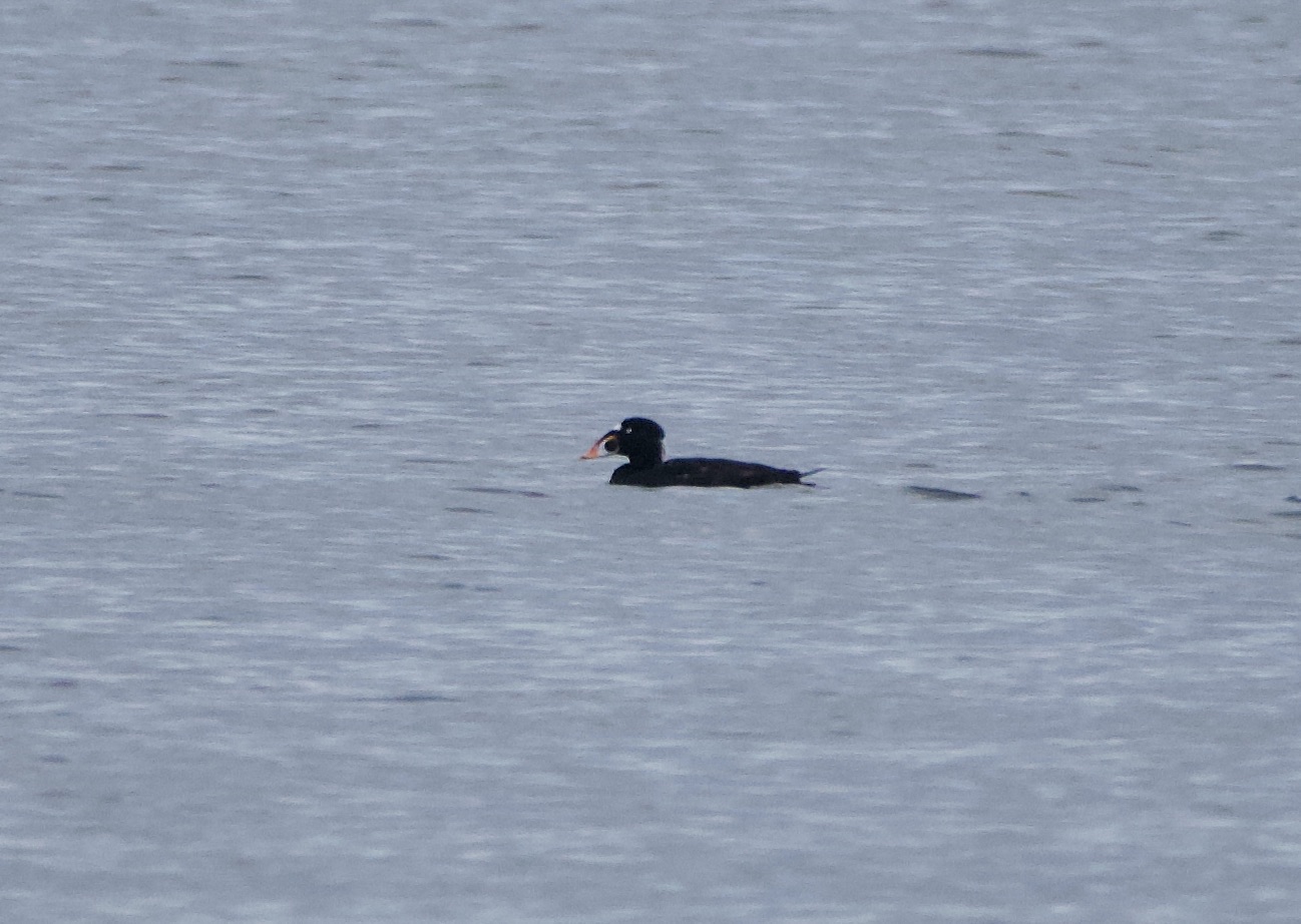 Musselburgh Lagoons Birdwatching Site - BirdGuides