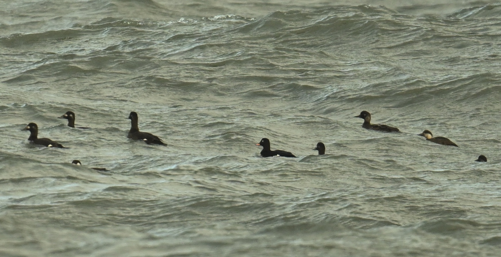 Velvet Scoter by Roger Hackney - BirdGuides