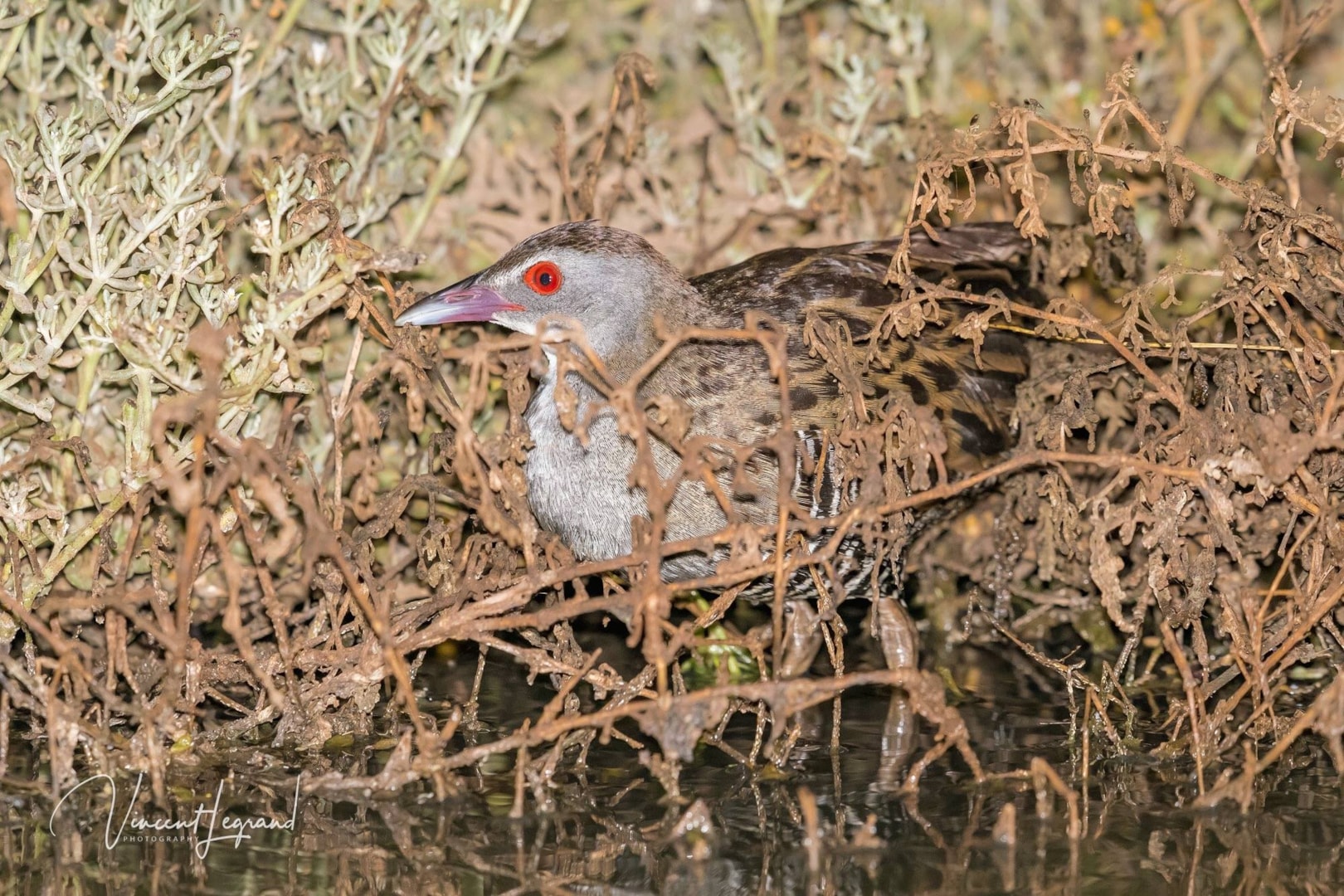 African Crake by Vincent Legrand - BirdGuides