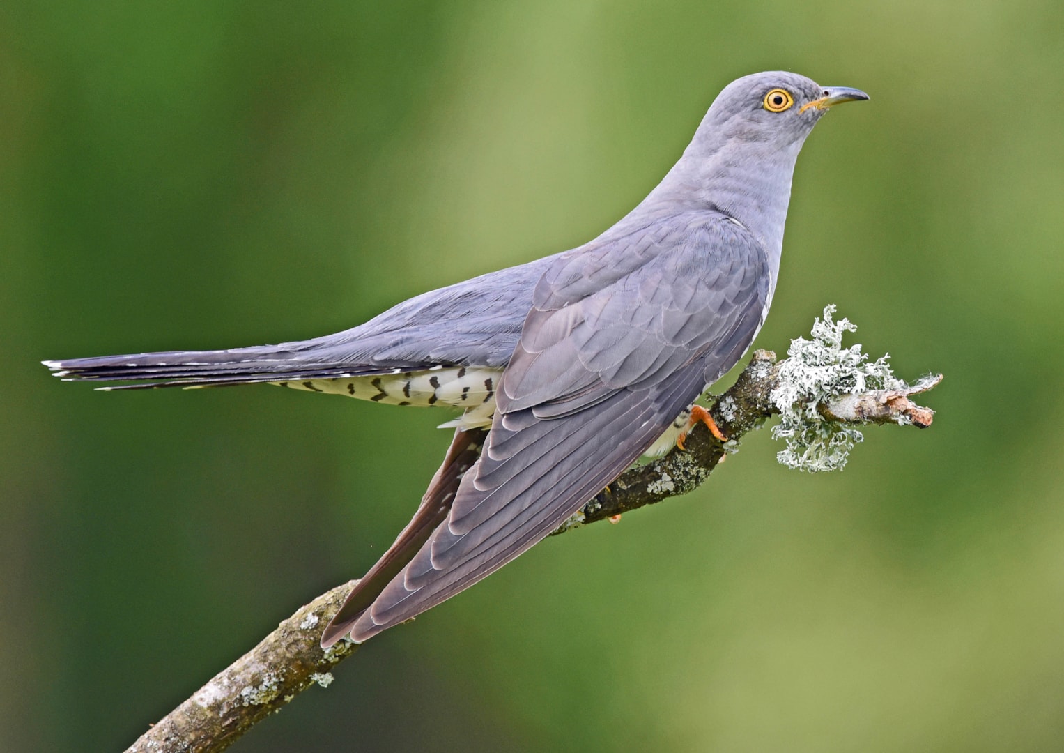Common Cuckoo by Tony Hovell - BirdGuides