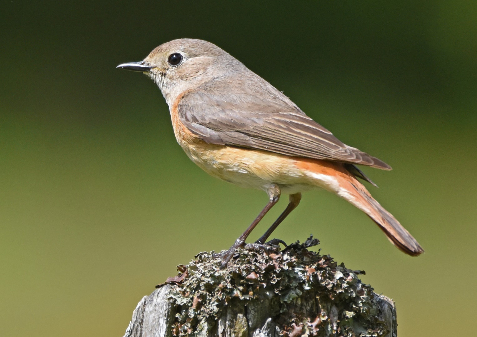 Common Redstart by Tony Hovell - BirdGuides