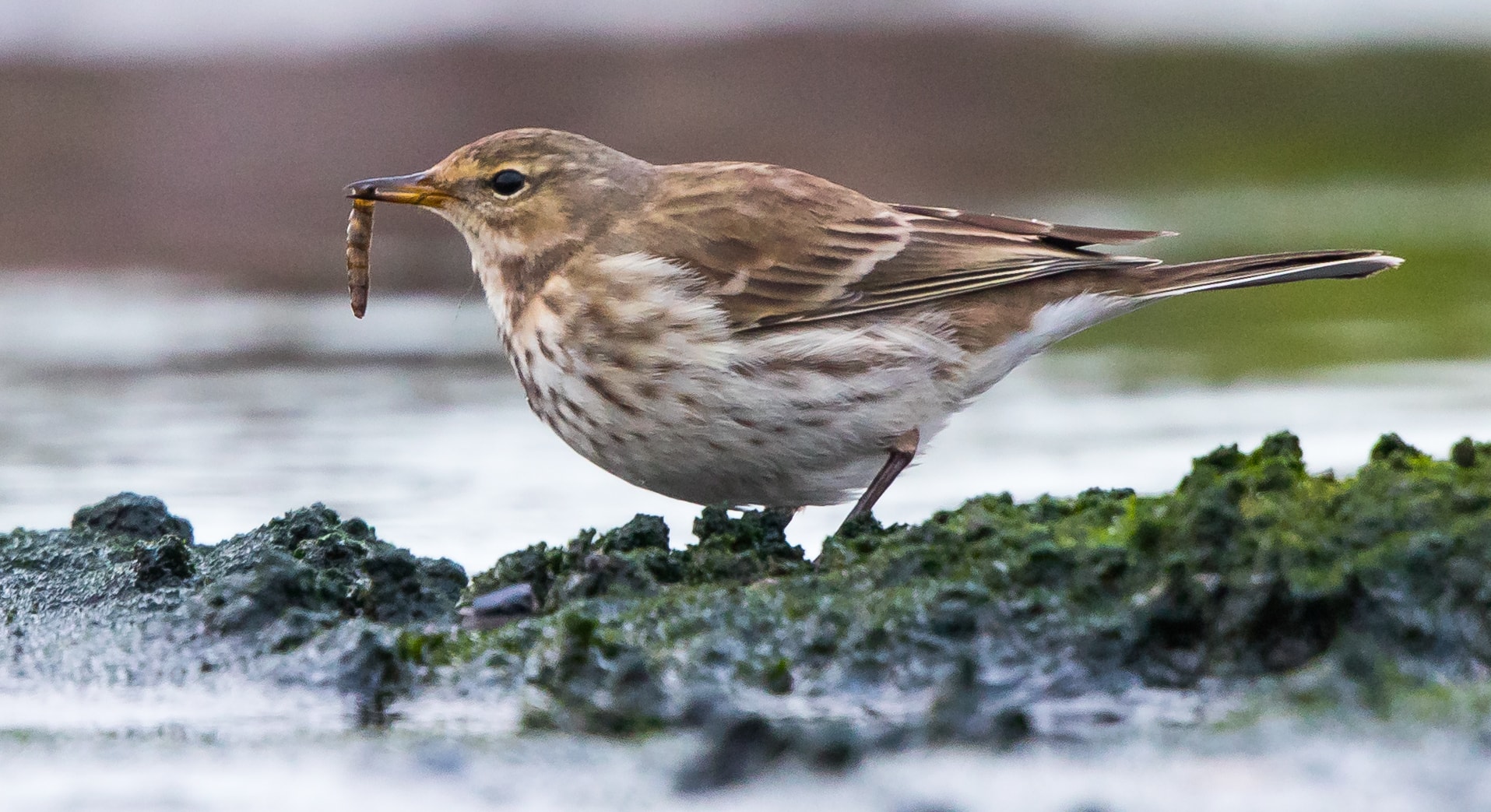 Water Pipit by Peter Garrity - BirdGuides