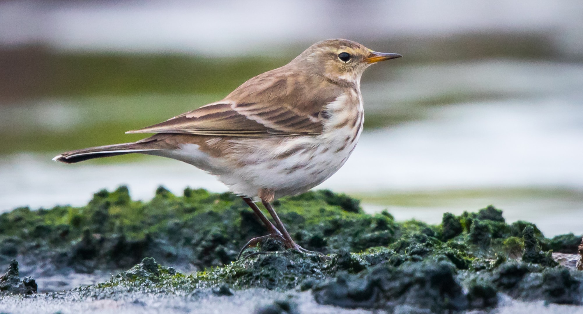 Water Pipit by Peter Garrity - BirdGuides