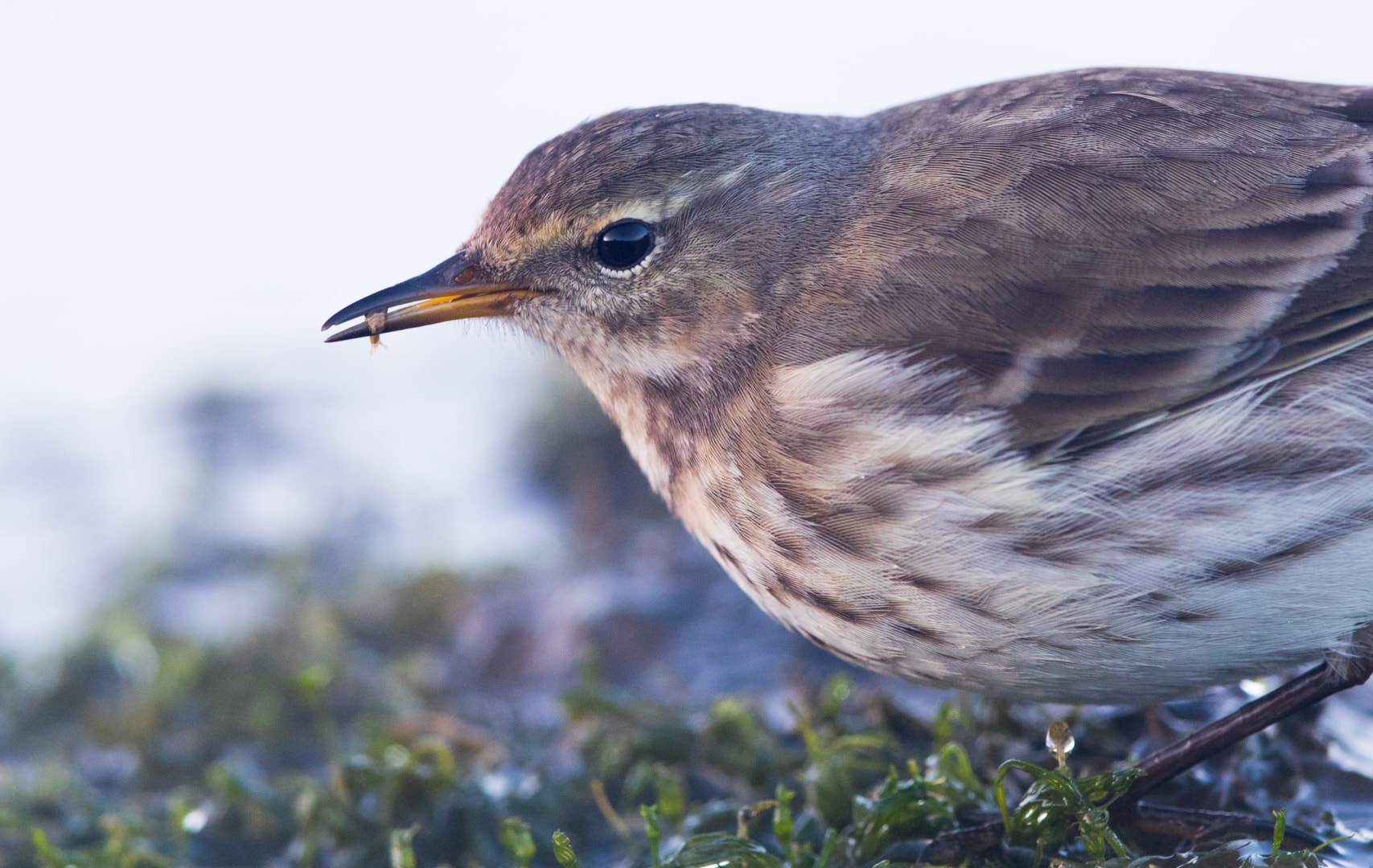 Water Pipit by Peter Garrity - BirdGuides