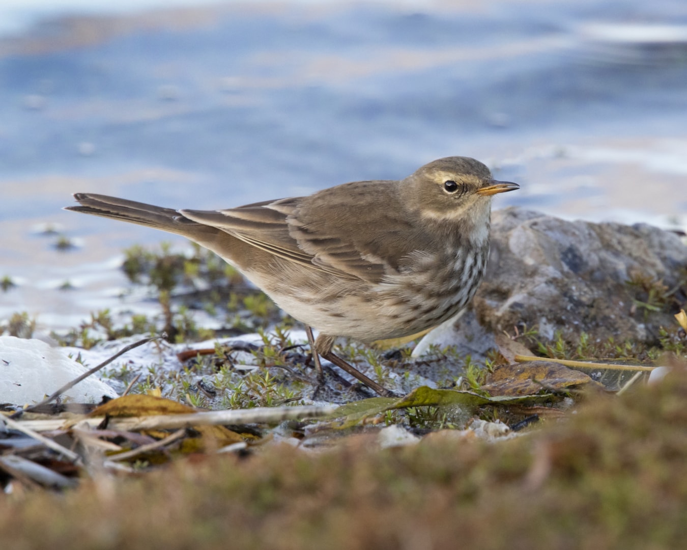 Water Pipit by Jeremy Mcclements - BirdGuides