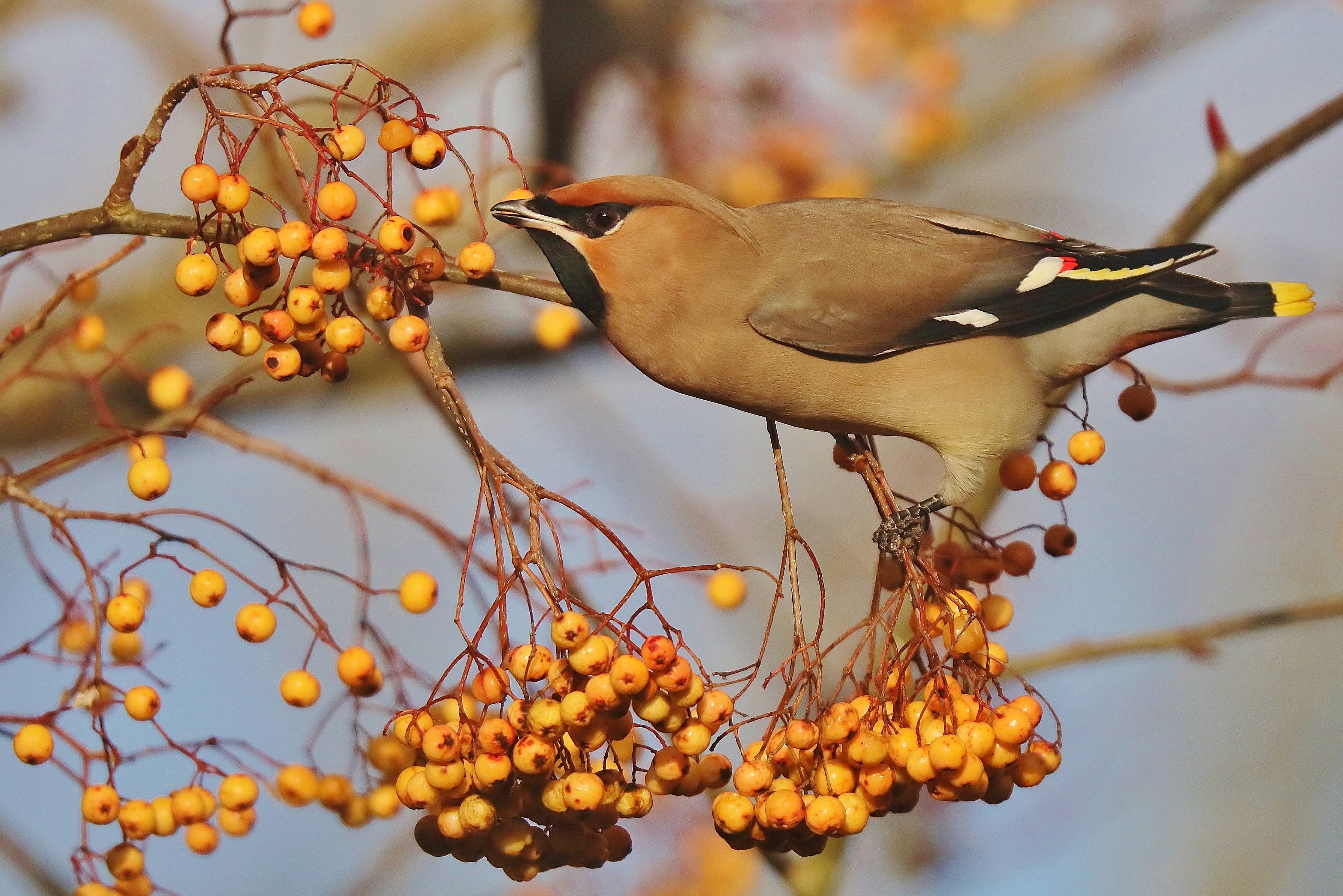 Waxwing by Clive Daelman - BirdGuides