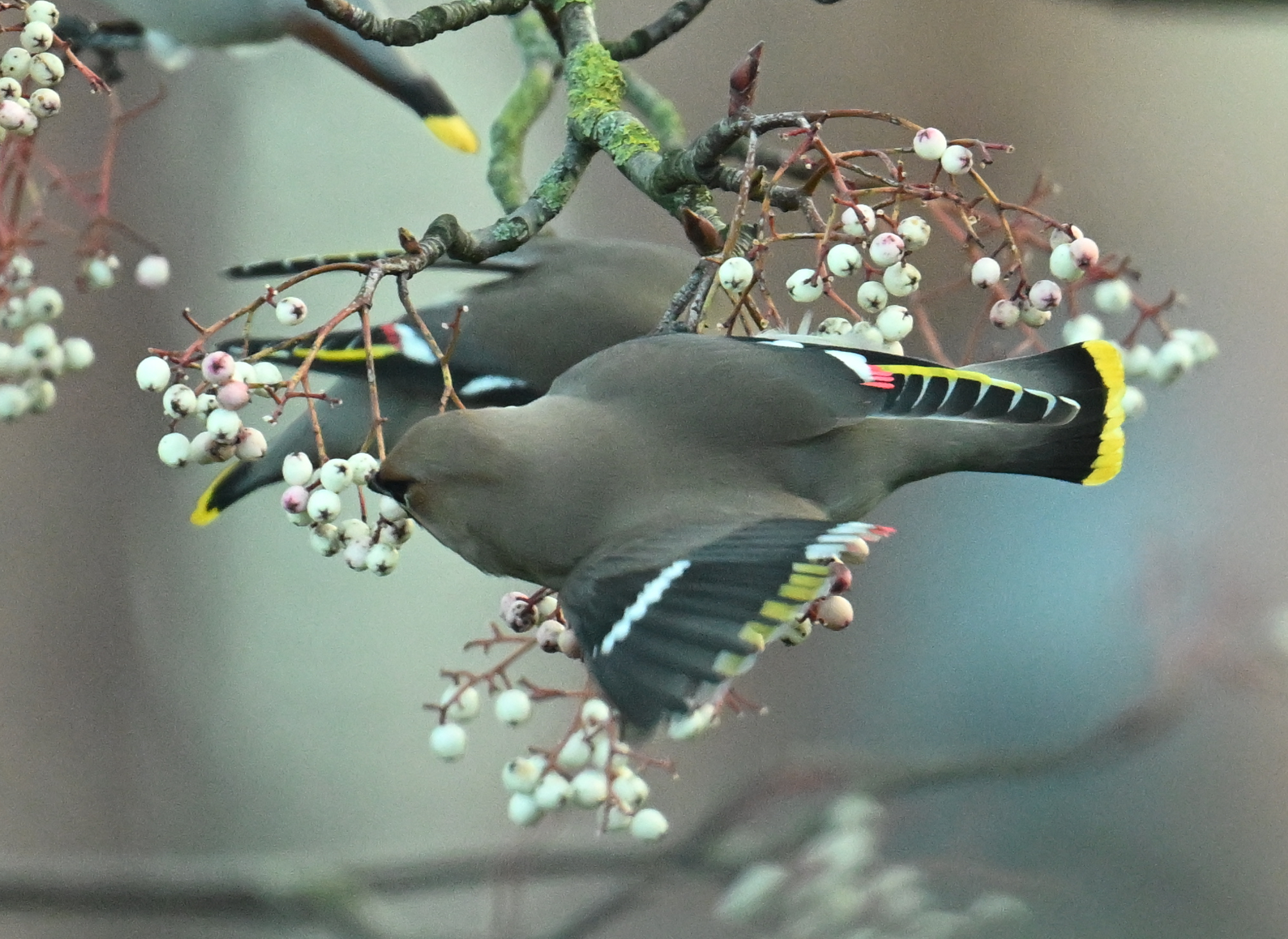 Waxwing by Roger Hackney - BirdGuides