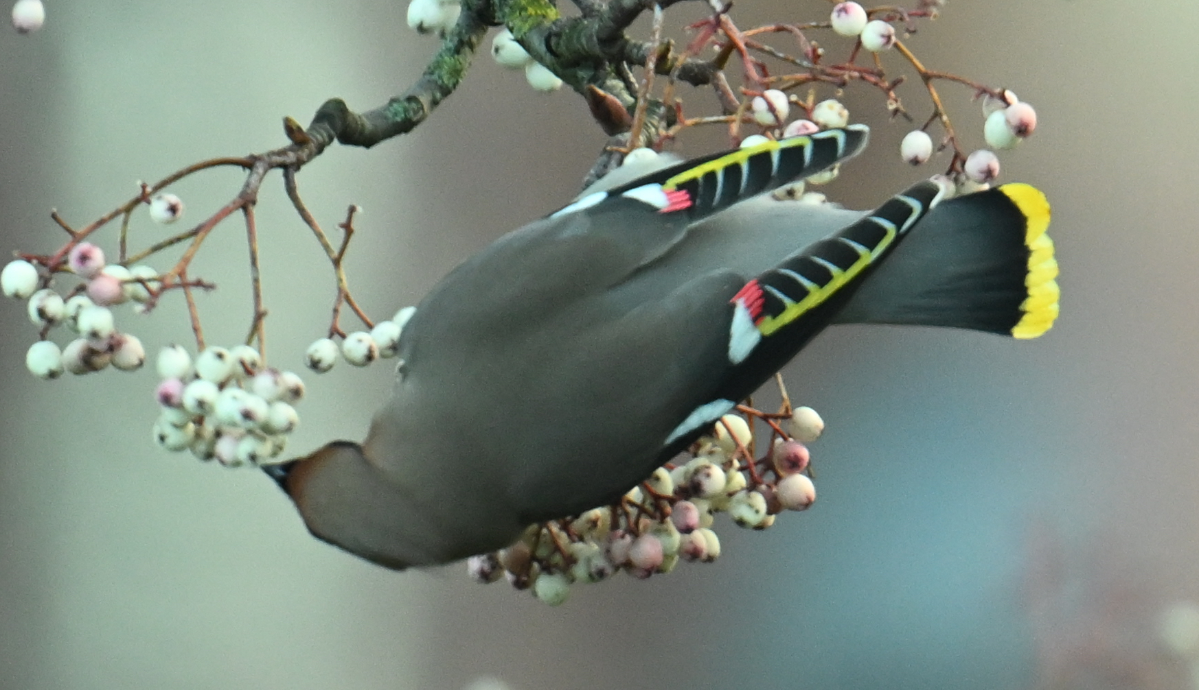 Waxwing by Roger Hackney - BirdGuides