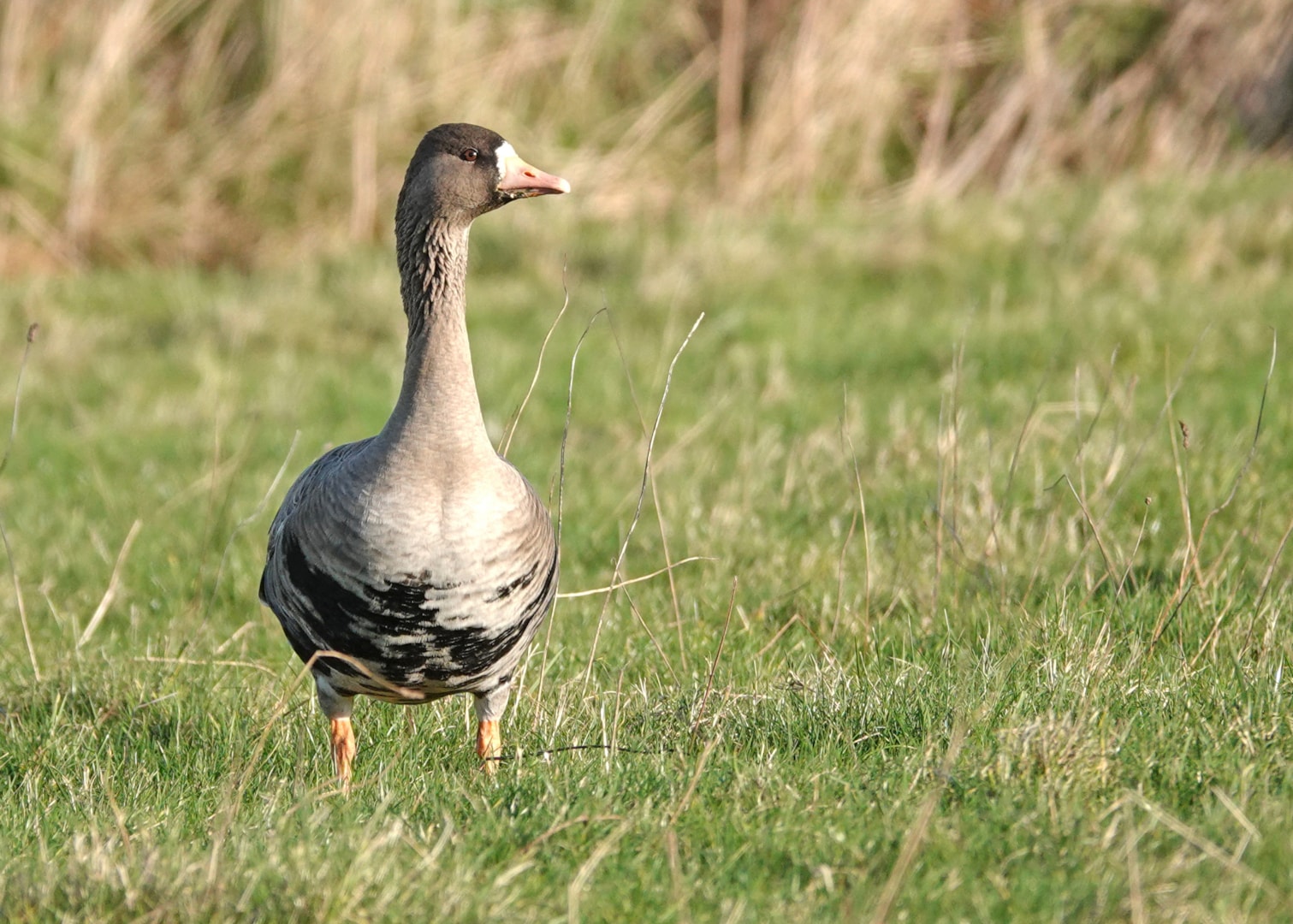 Russian White-fronted Goose by Neil Donaghy - BirdGuides