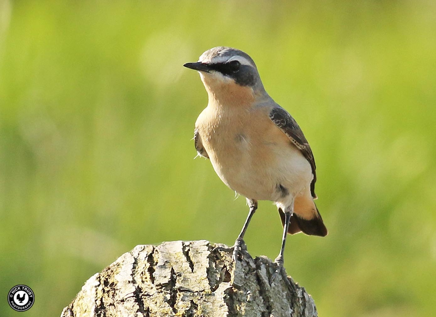 Northern Wheatear by Nick Truby - BirdGuides